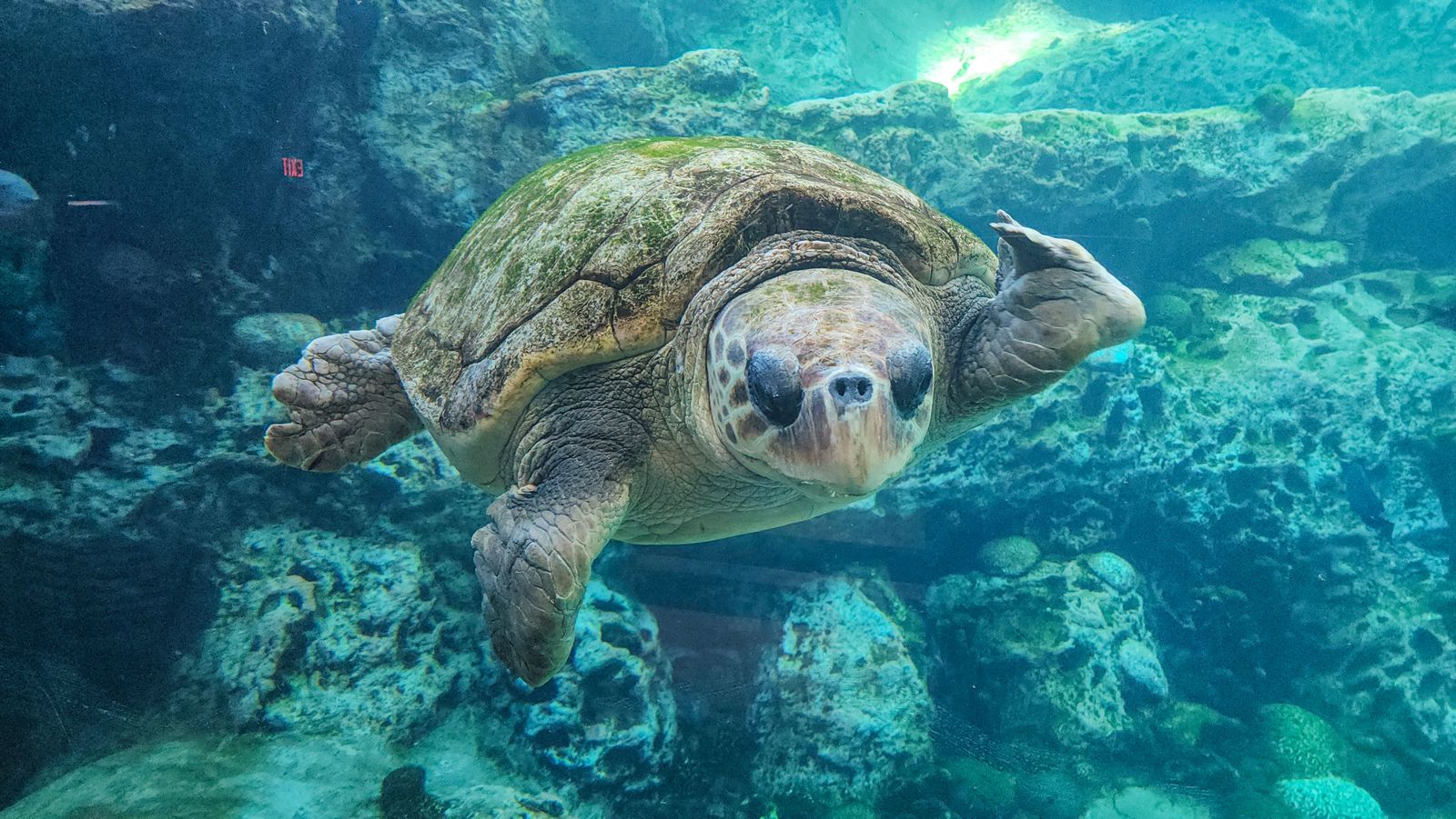 Scary Underwater Photos, Download The BEST Free Scary Underwater Stock ...
