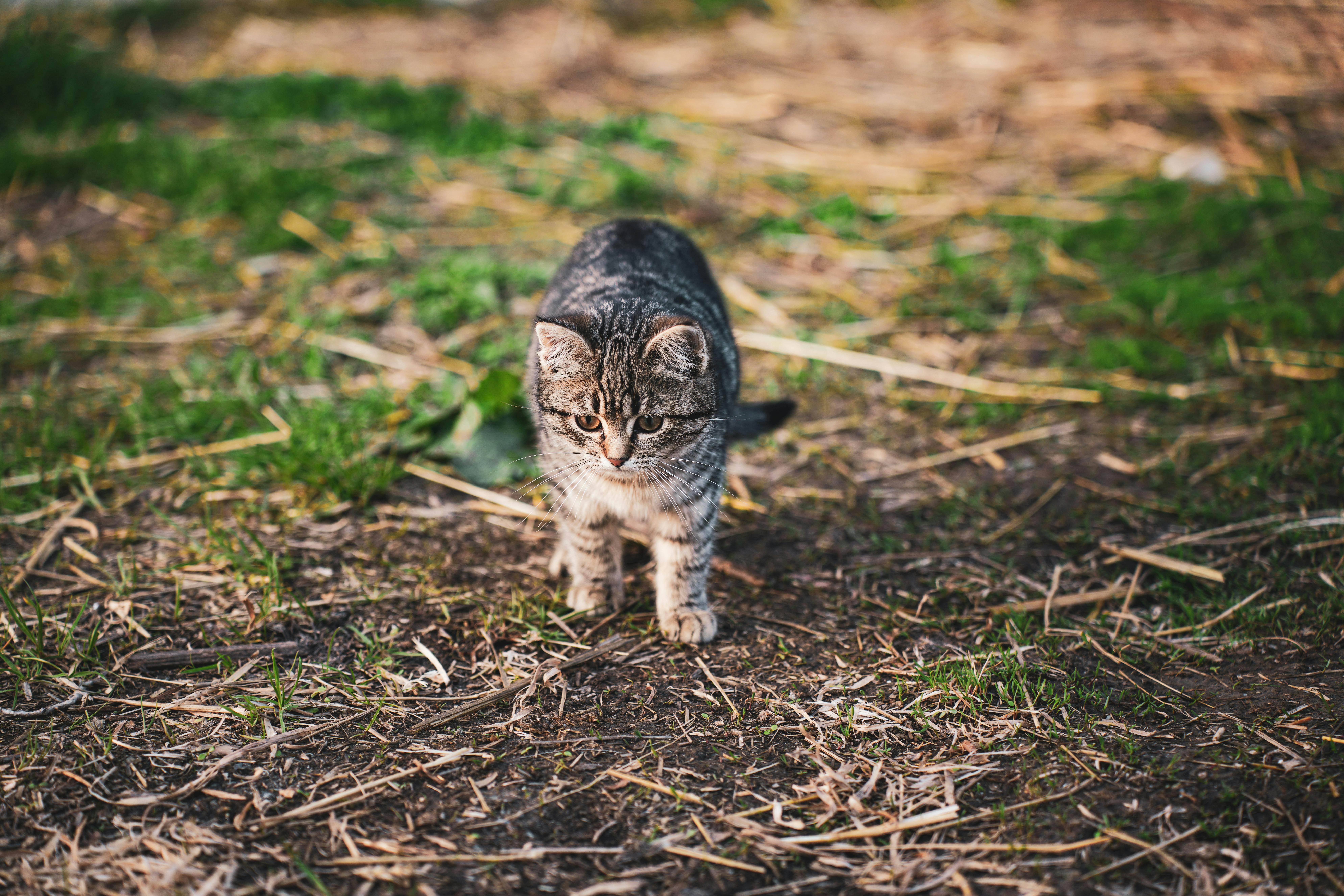 Kitten on Ground · Free Stock Photo