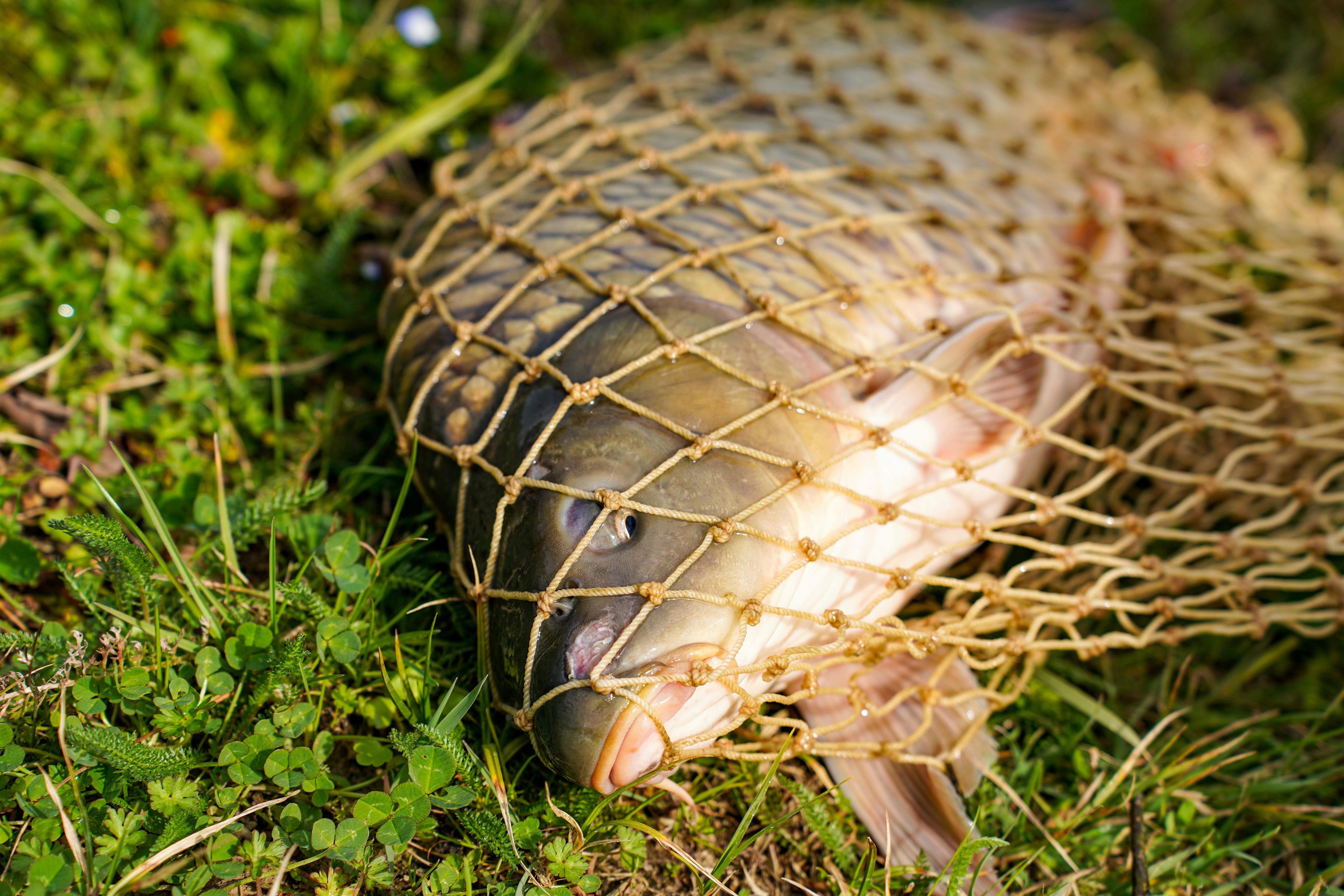 A Fish in a Net · Free Stock Photo