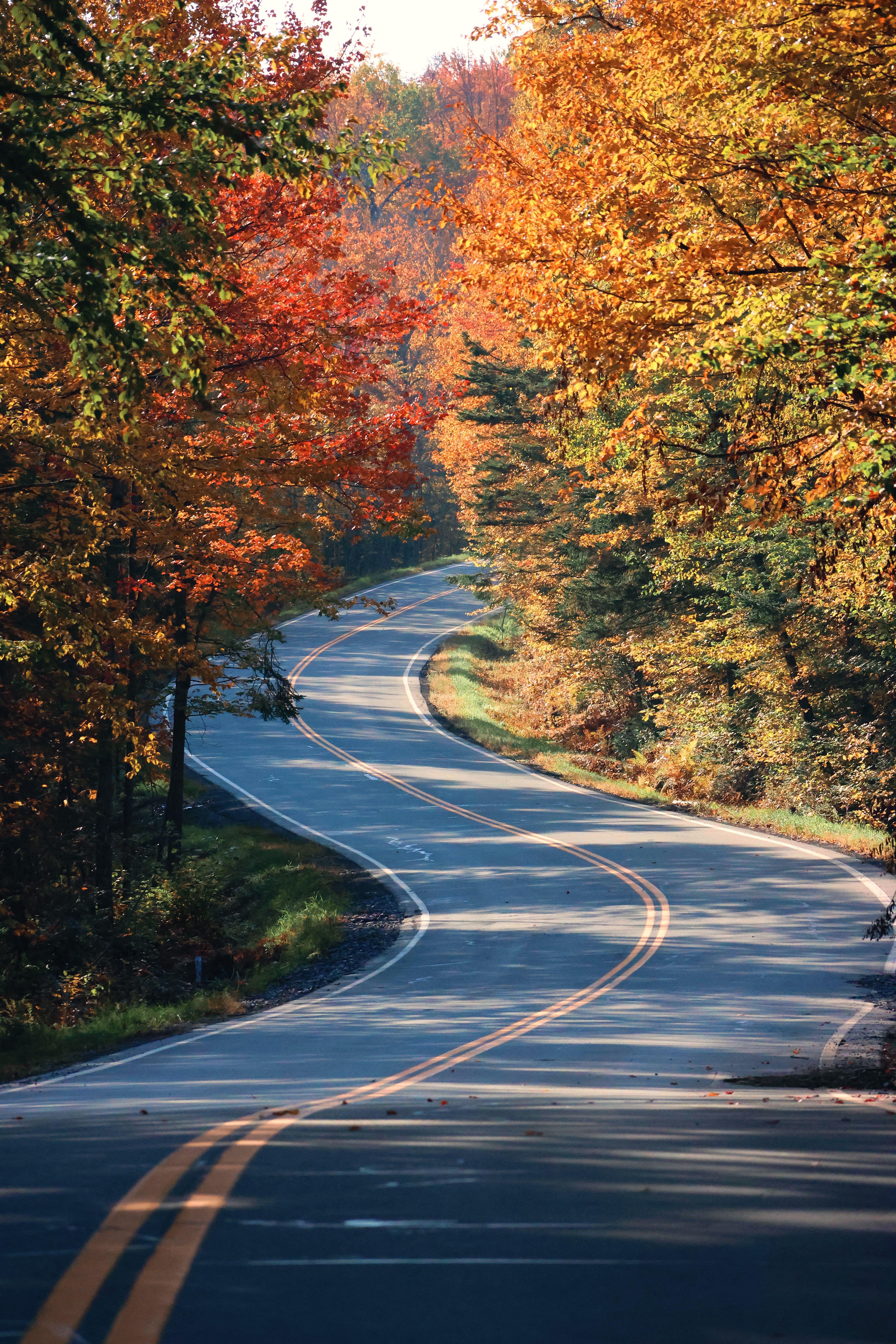 Road in Forest in Autumn · Free Stock Photo