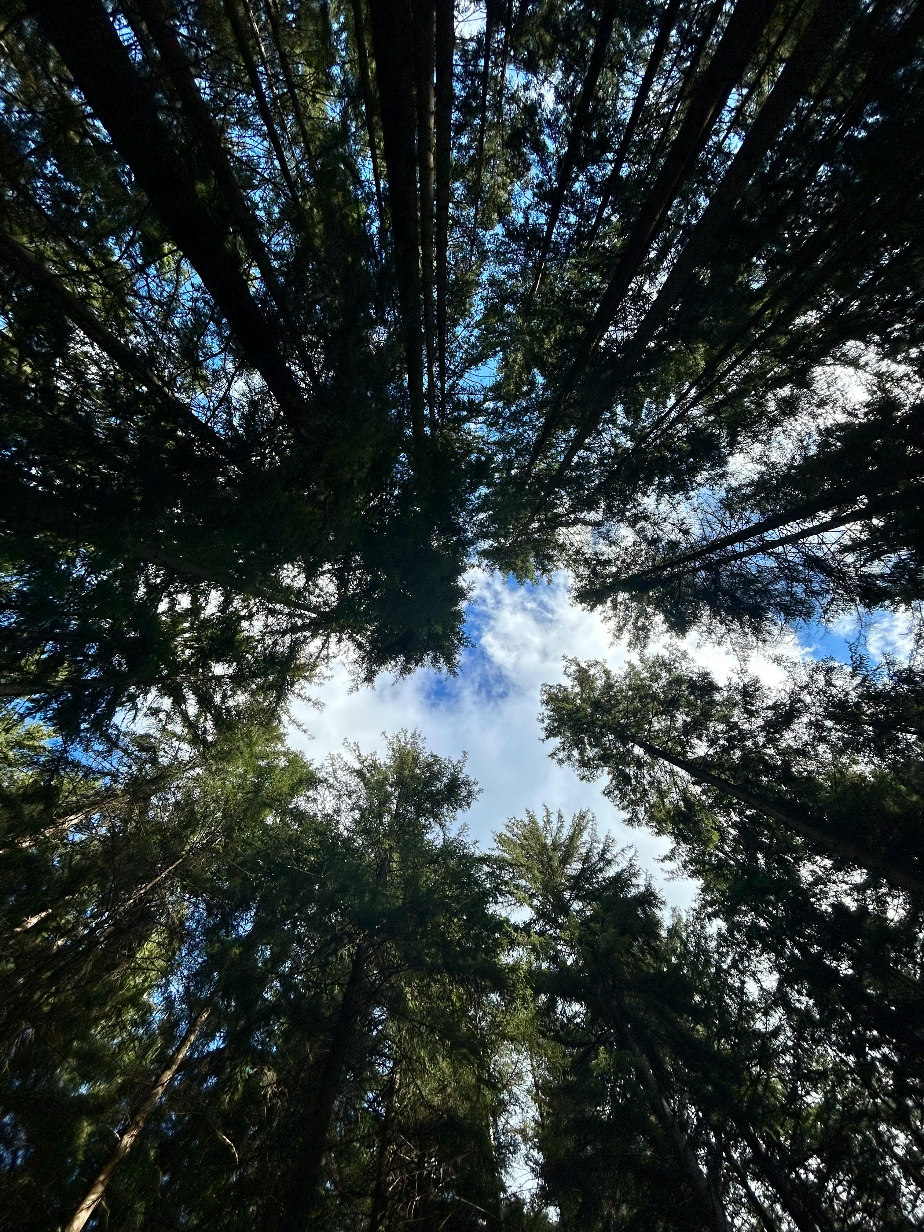 Low Angle Photo of Trees and Flying Birds · Free Stock Photo
