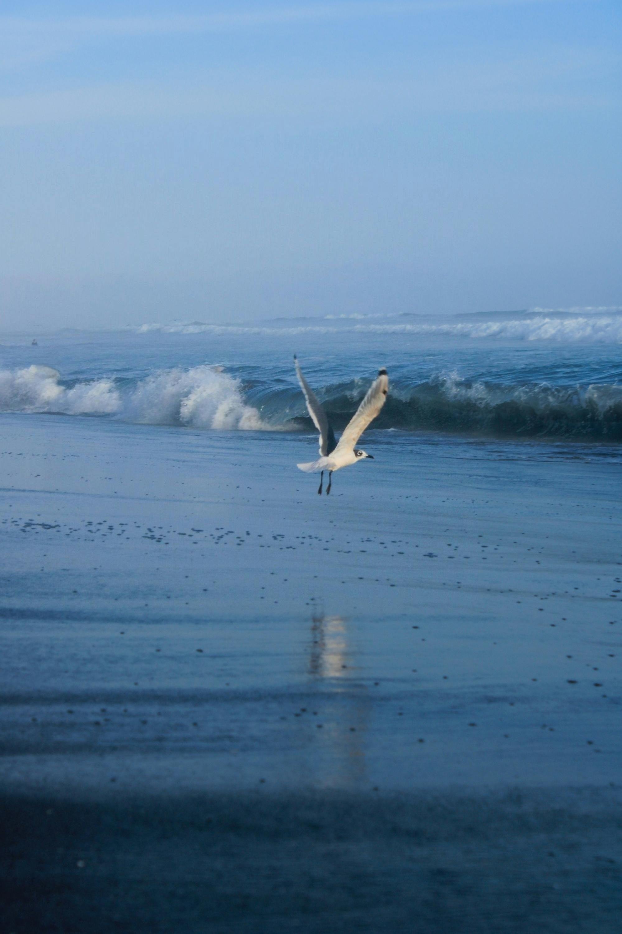Seagull Landing on Beach · Free Stock Photo