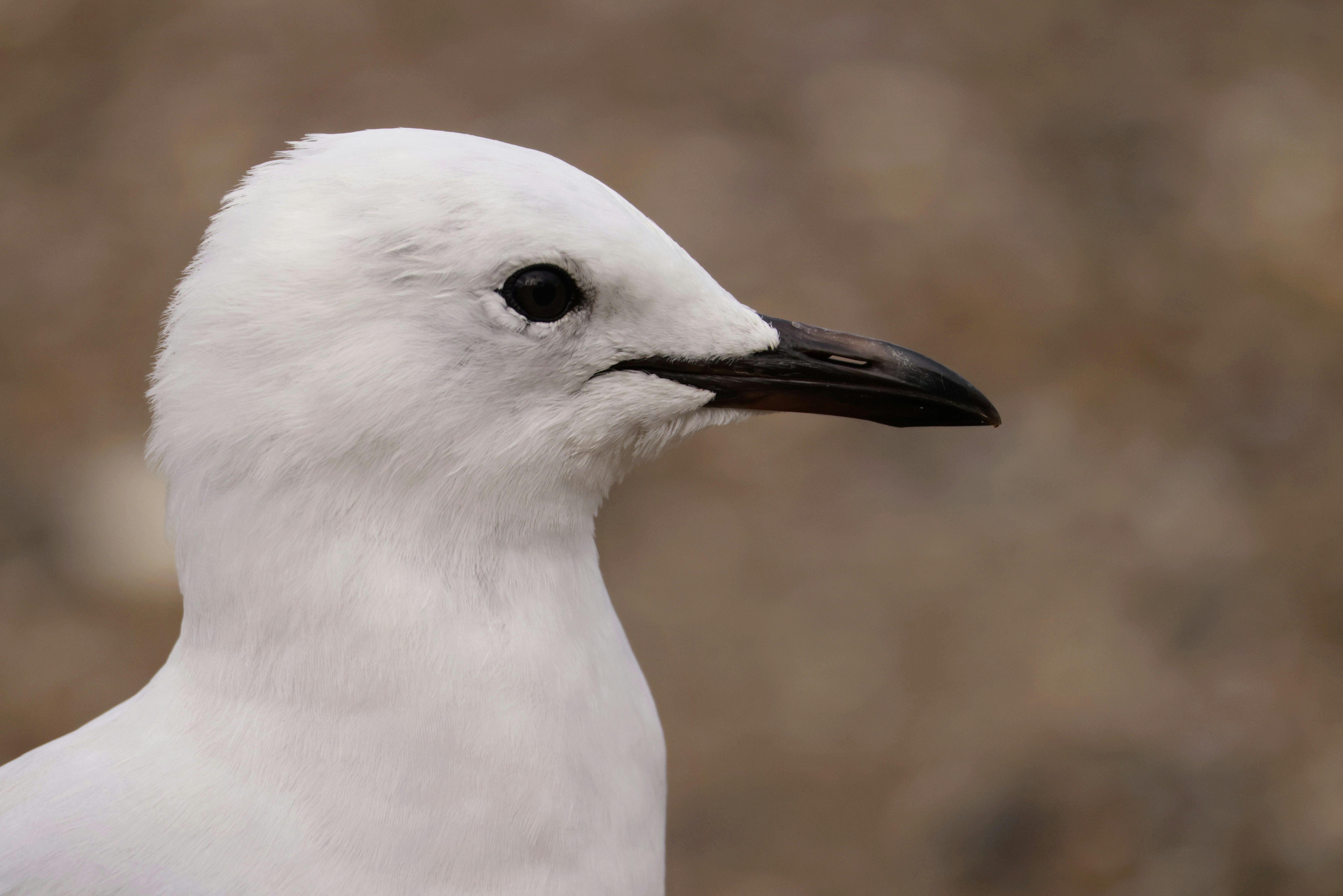Portrait of a Seagull · Free Stock Photo