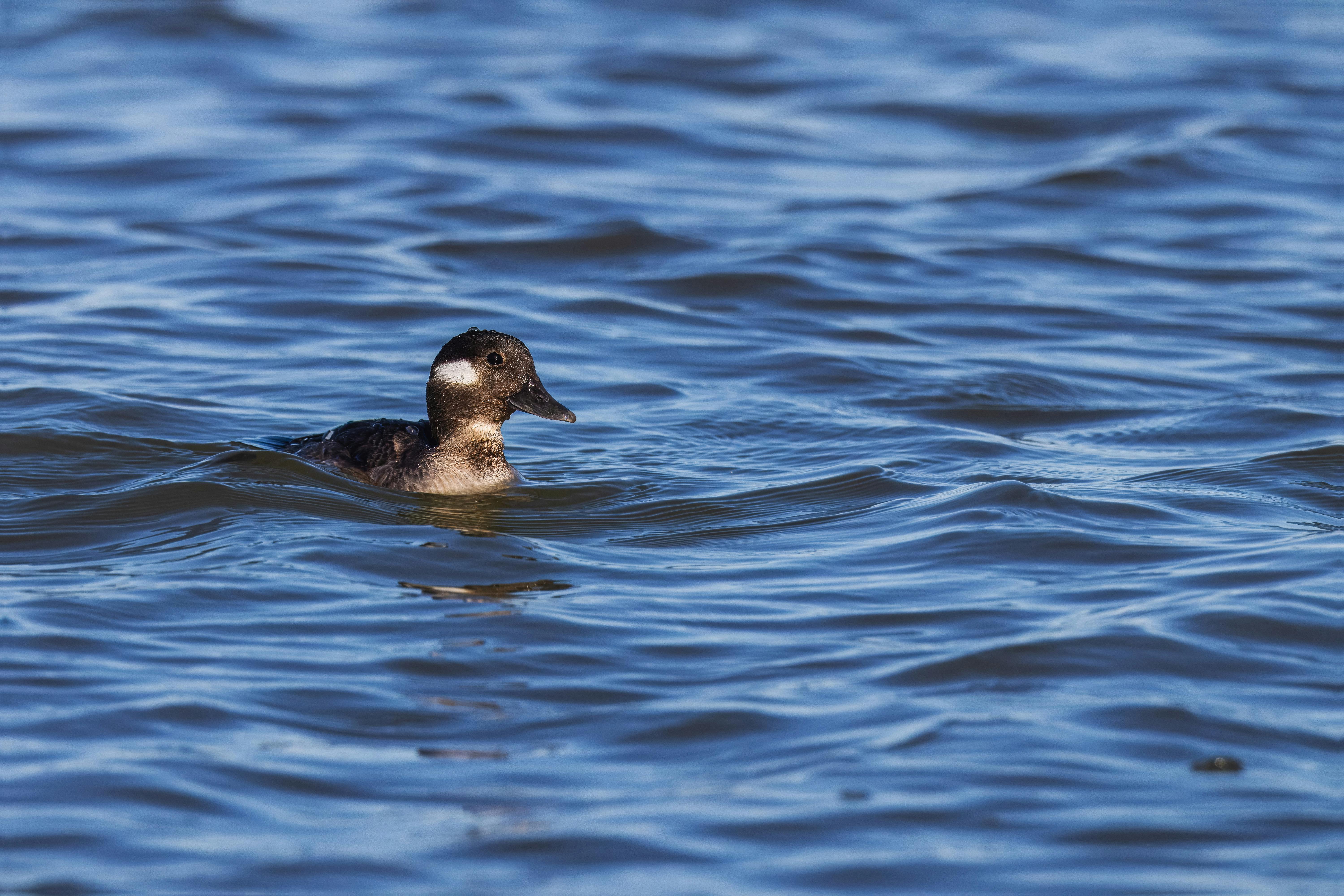 Gray Bufflehead Duck Swimming on Water · Free Stock Photo