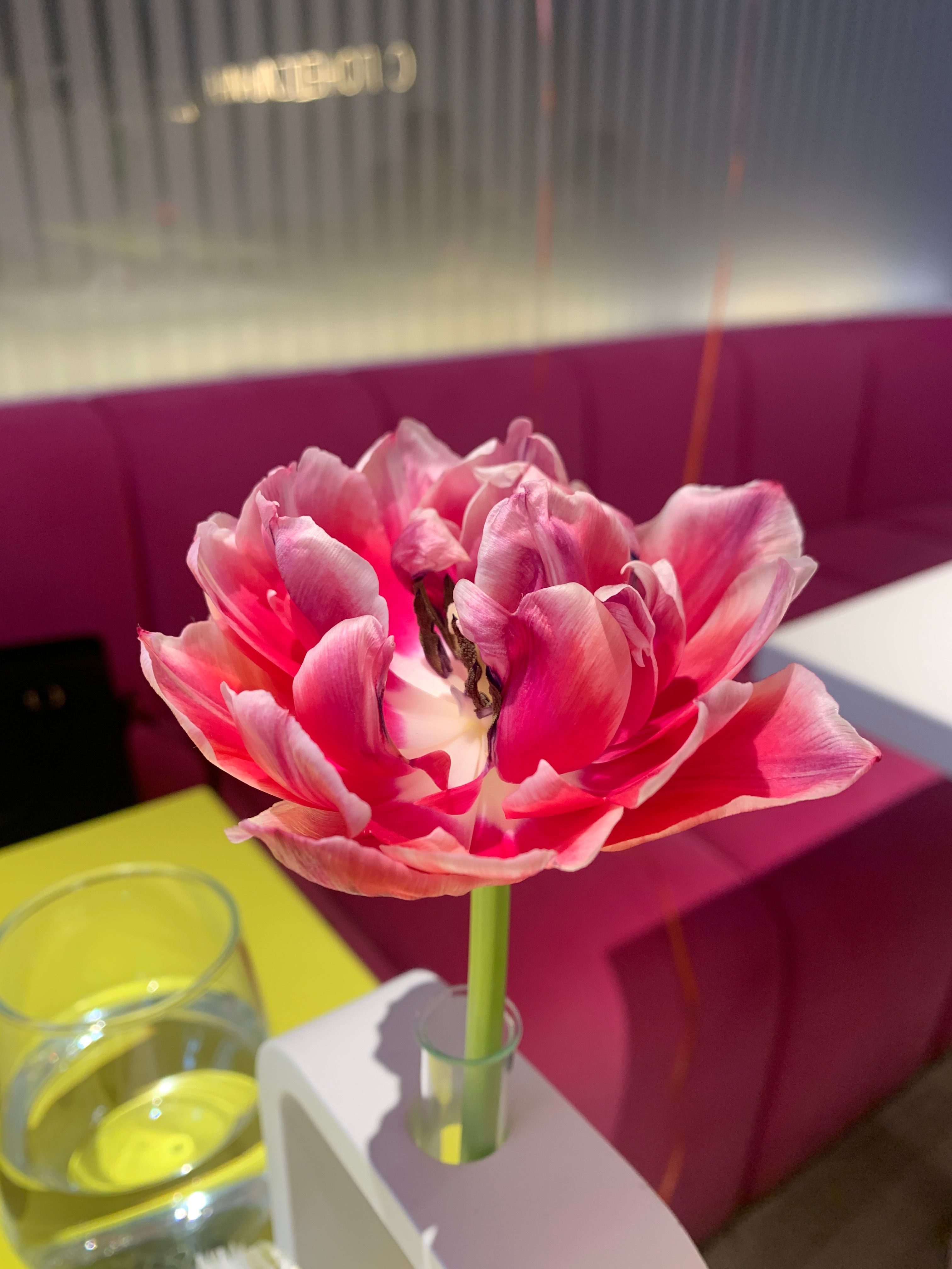 Pink Tulip with Petals Spread Out in Small Vase · Free Stock Photo