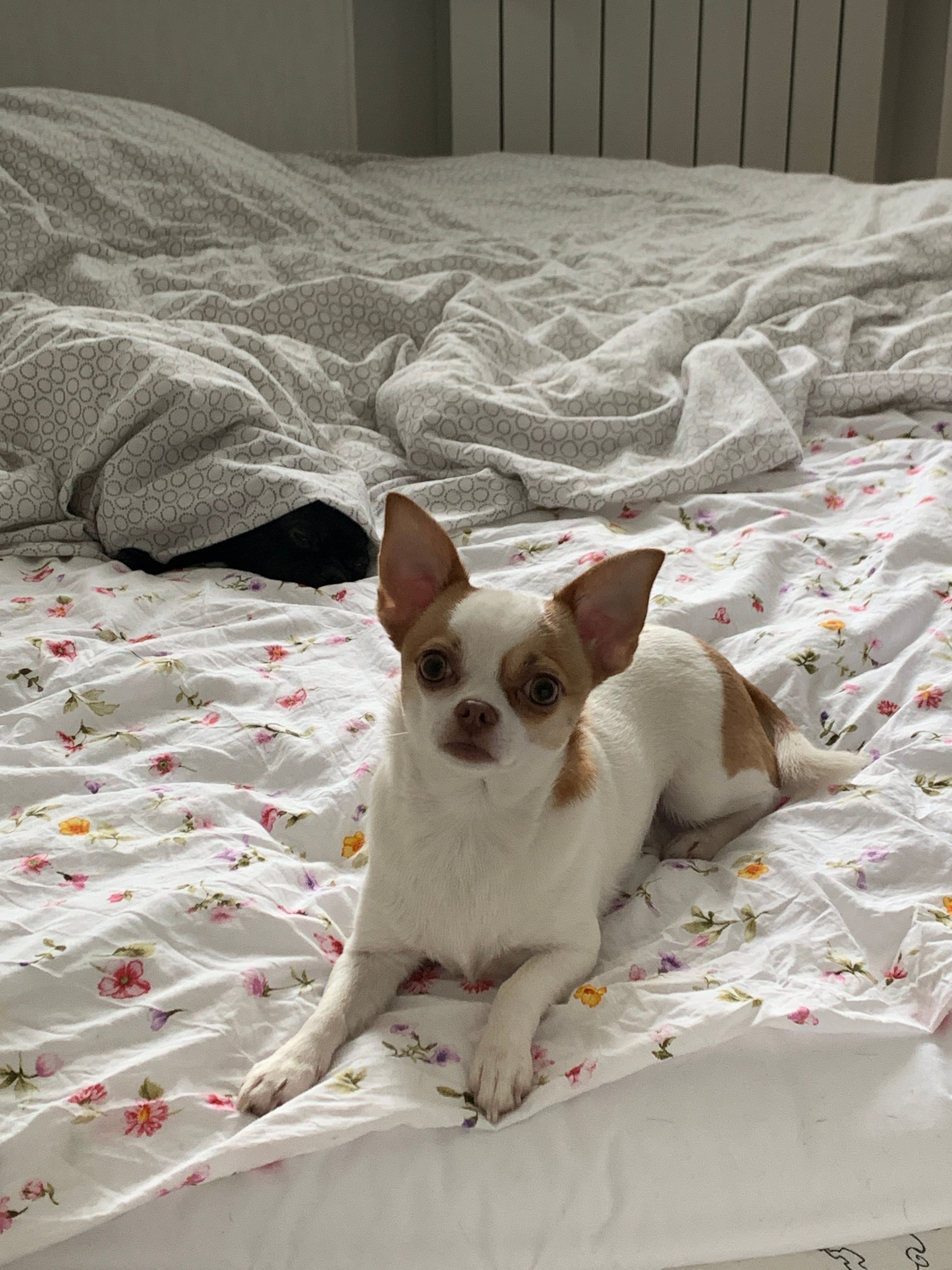 Chihuahua Laying on the Bed · Free Stock Photo