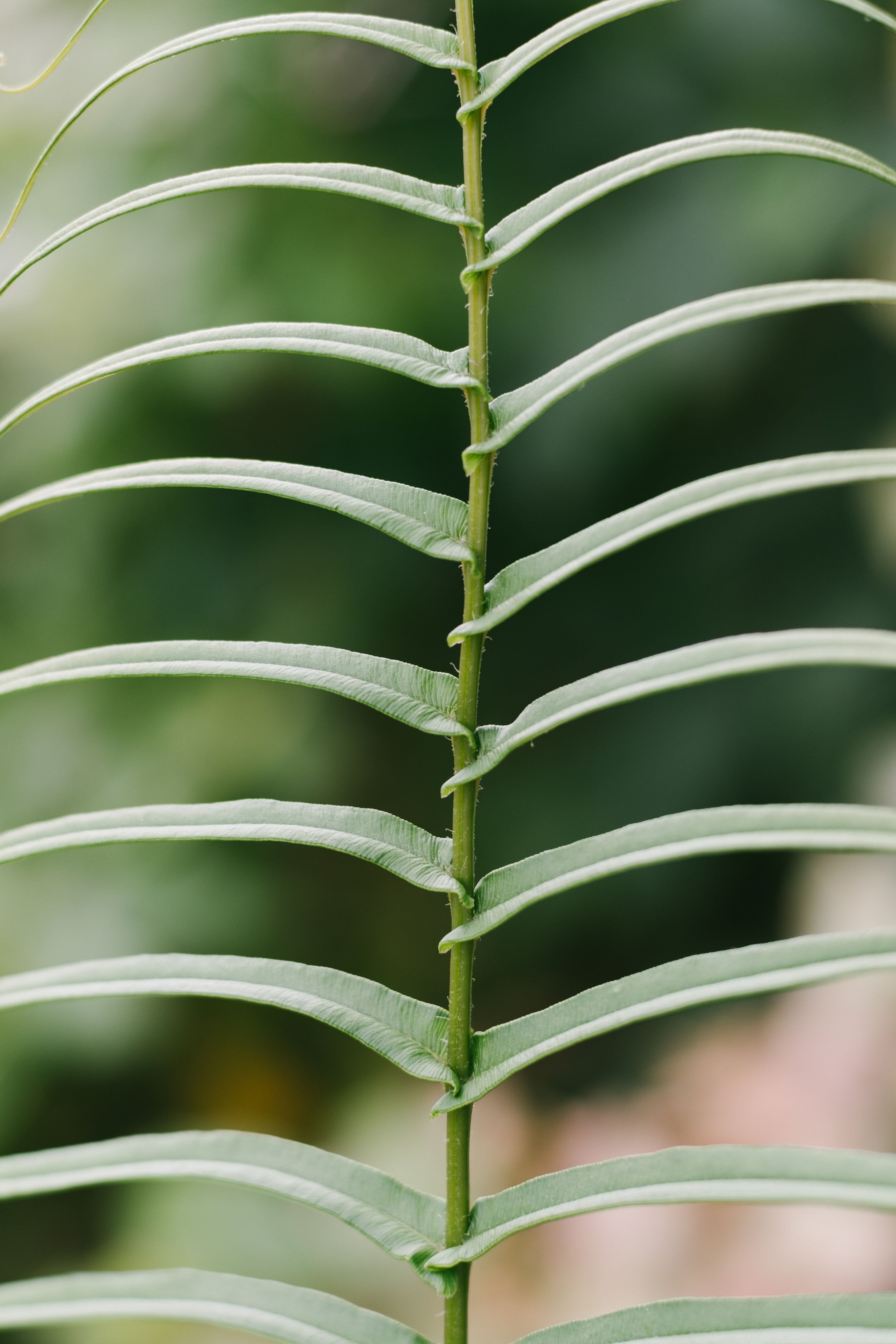 Green Fern Plant with Twisted Leaves · Free Stock Photo