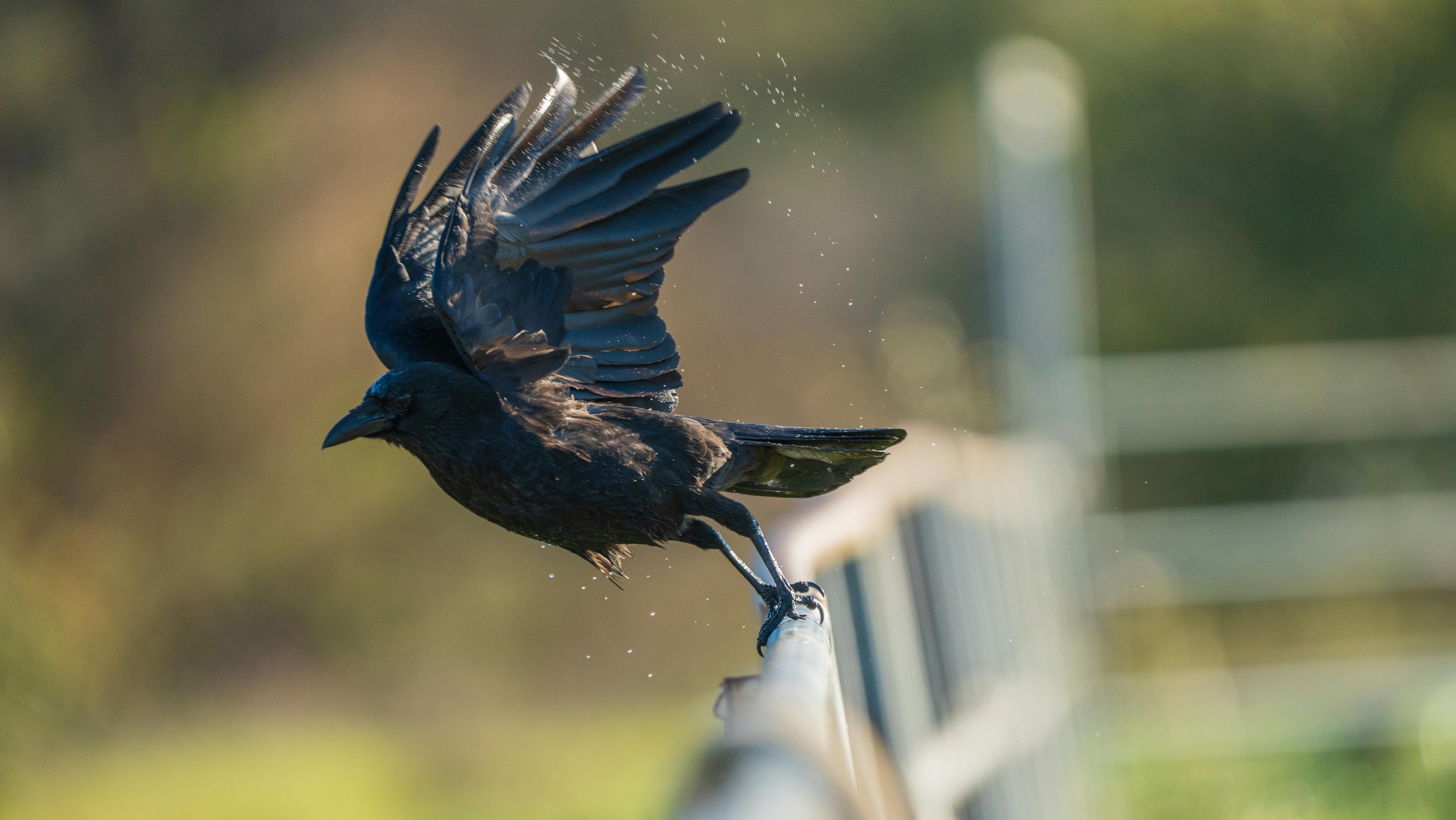 Raven Flying from Bar · Free Stock Photo