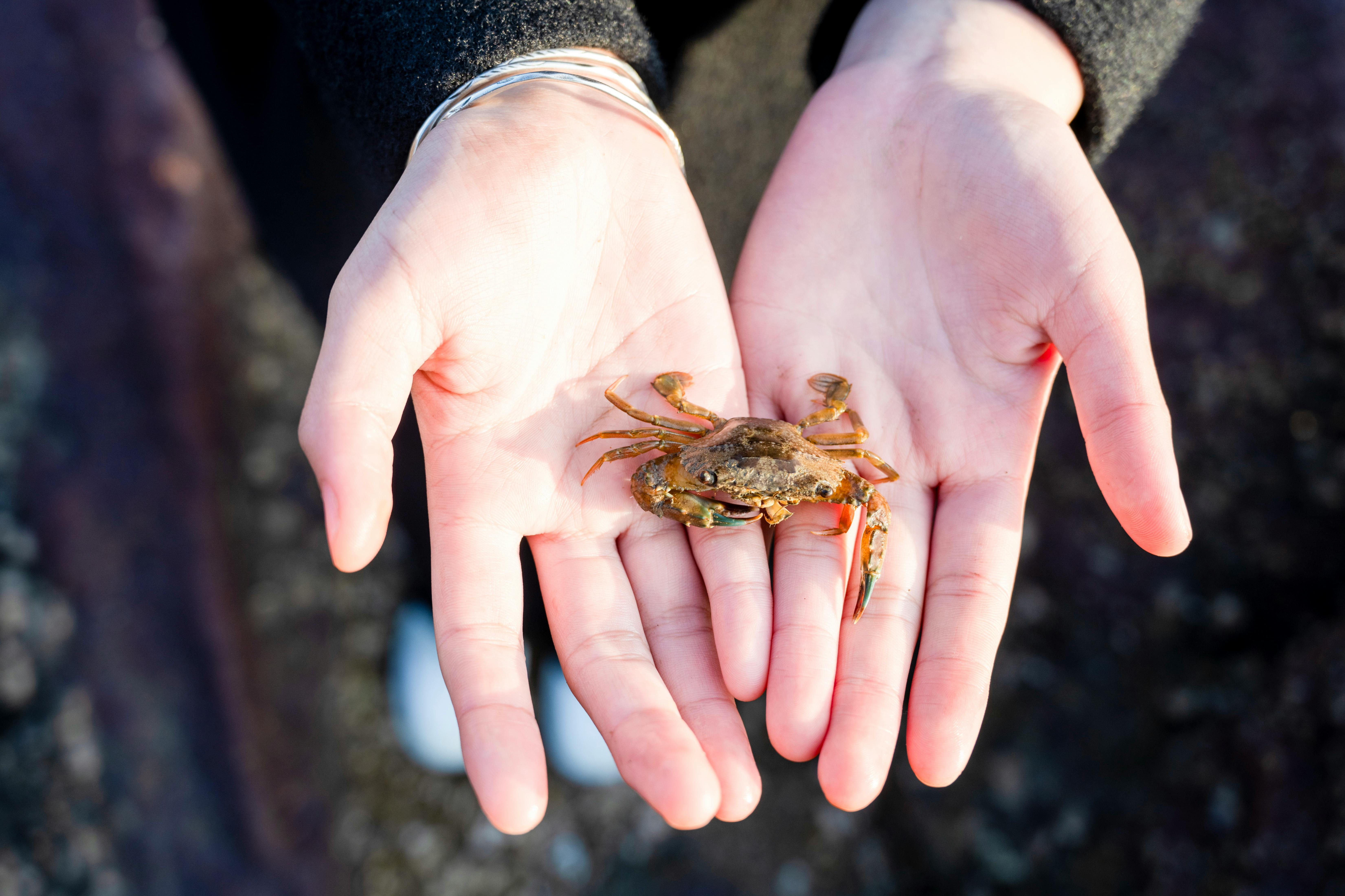 Crab Hands Photos, Download The BEST Free Crab Hands Stock Photos & HD ...