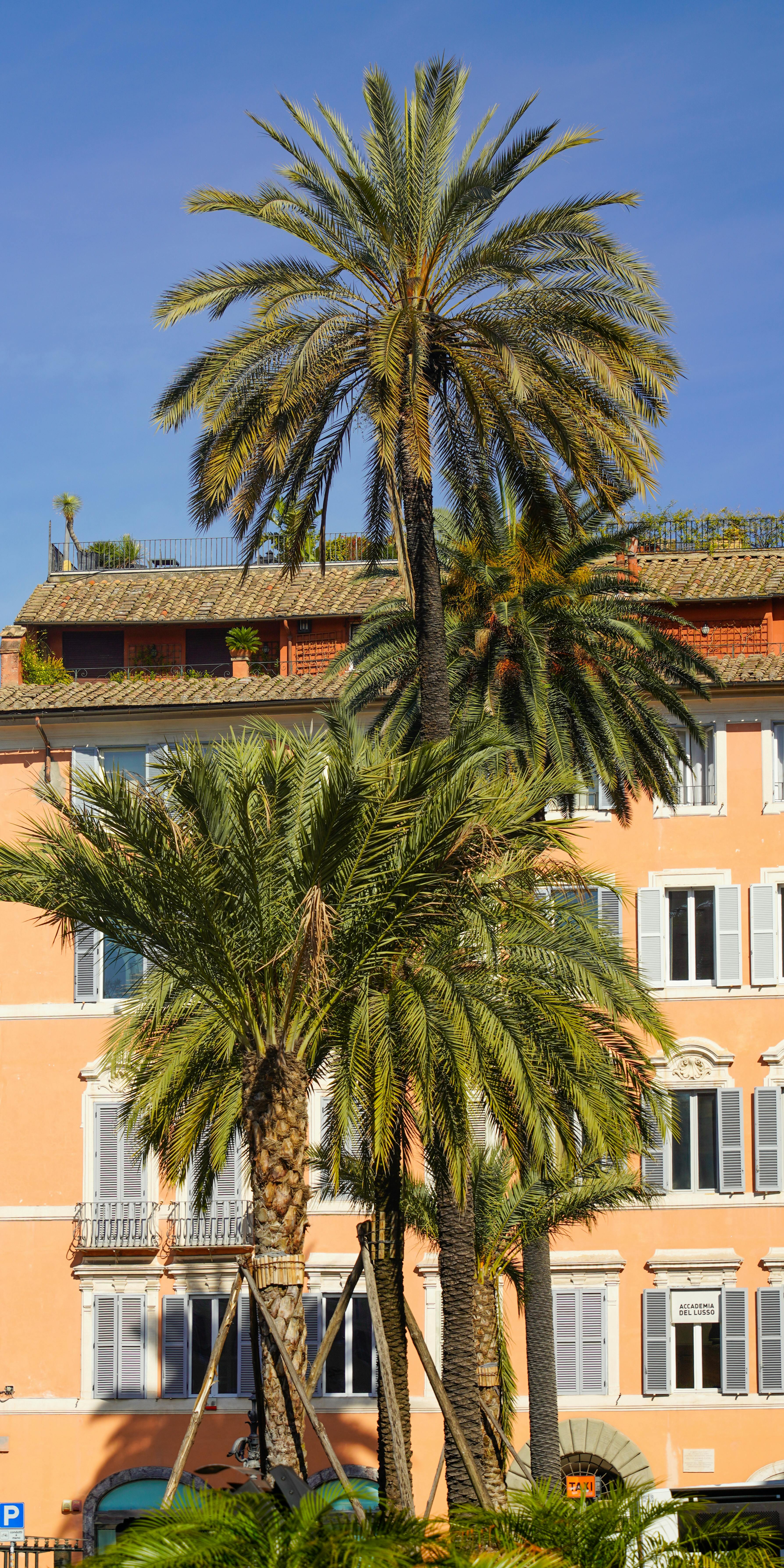 Palm Trees in front of a Building in Rome · Free Stock Photo