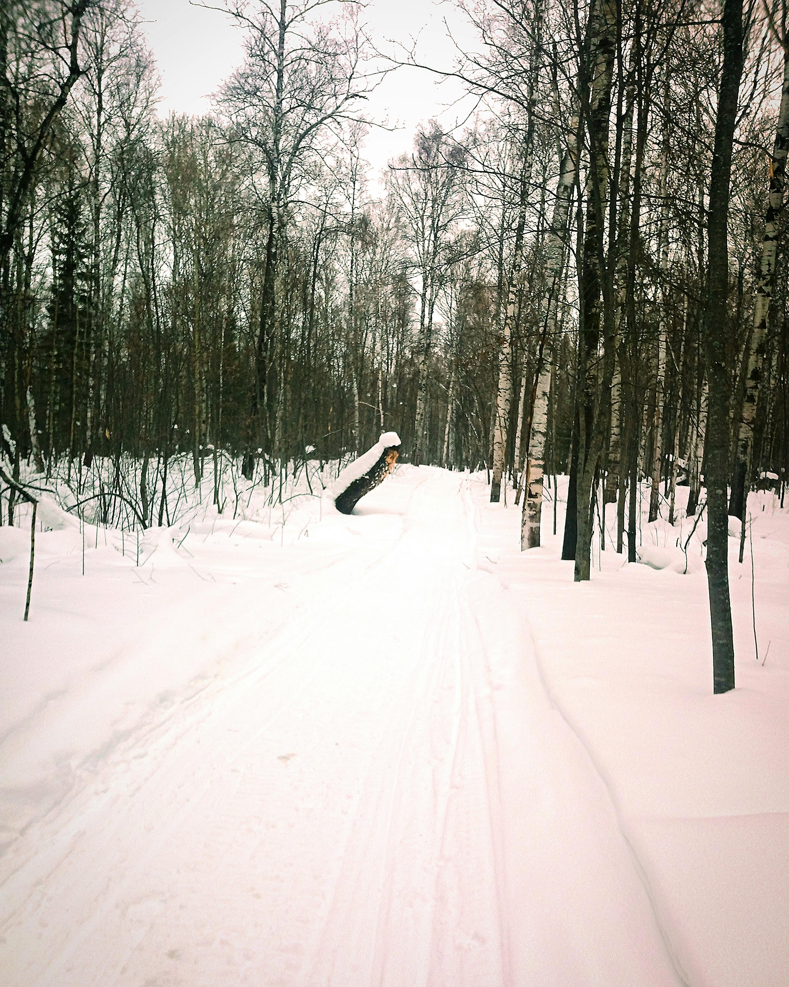 Snow Covered Country Road in a Forest · Free Stock Photo