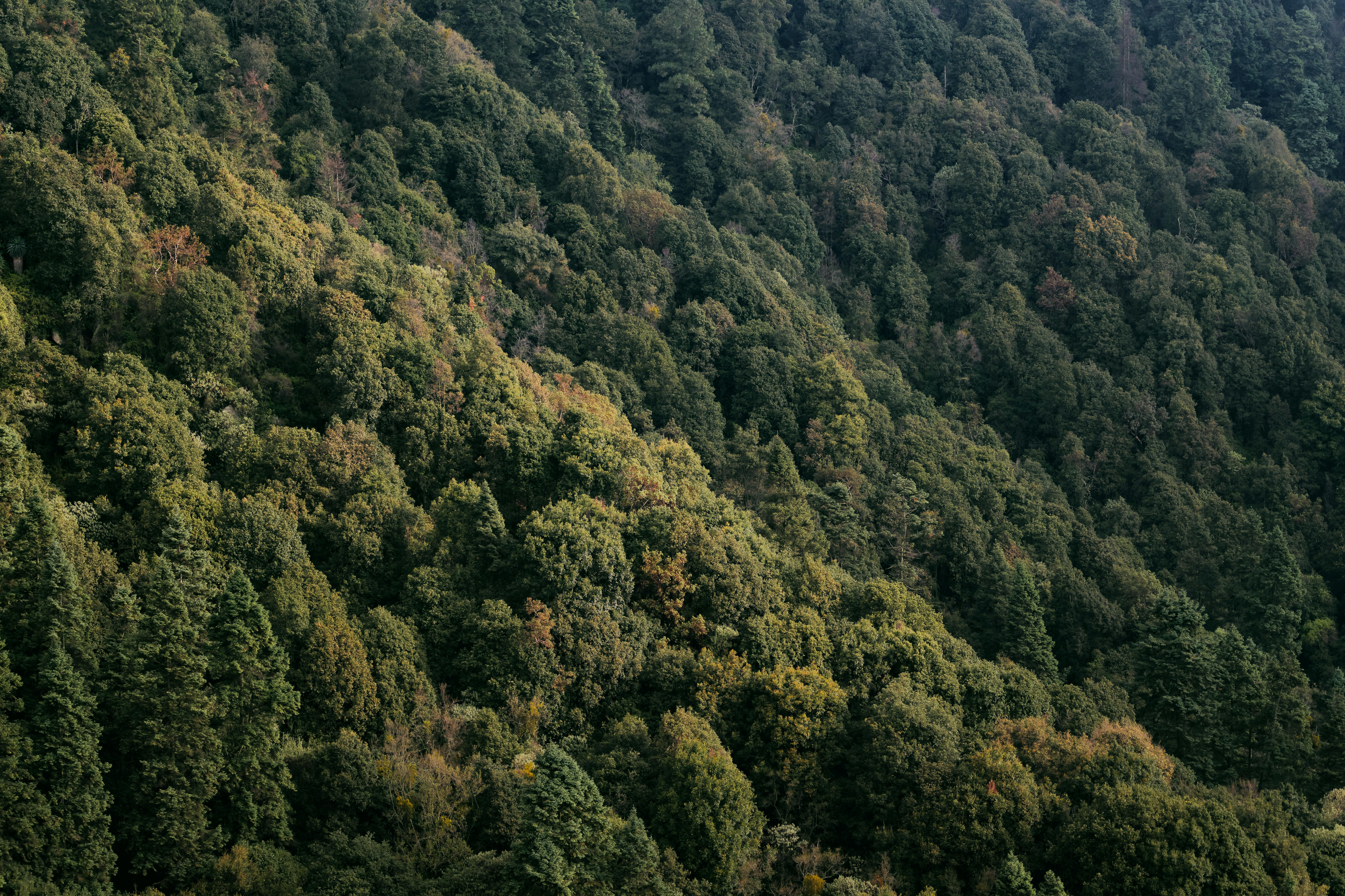 Aerial View of a Dense Forest Covering a Mountain · Free Stock Photo