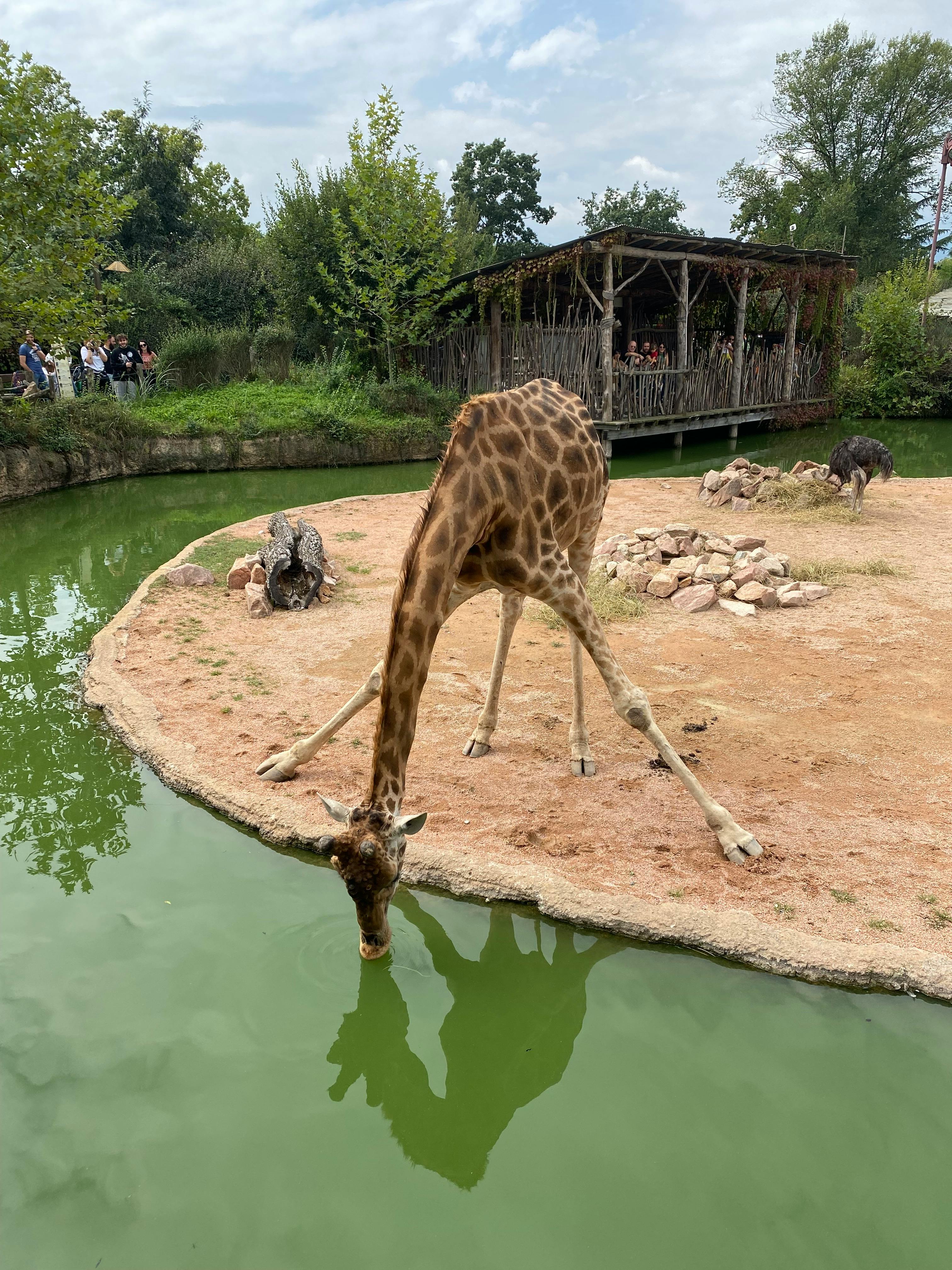 Italian Zoo Photos, Download The BEST Free Italian Zoo Stock Photos ...