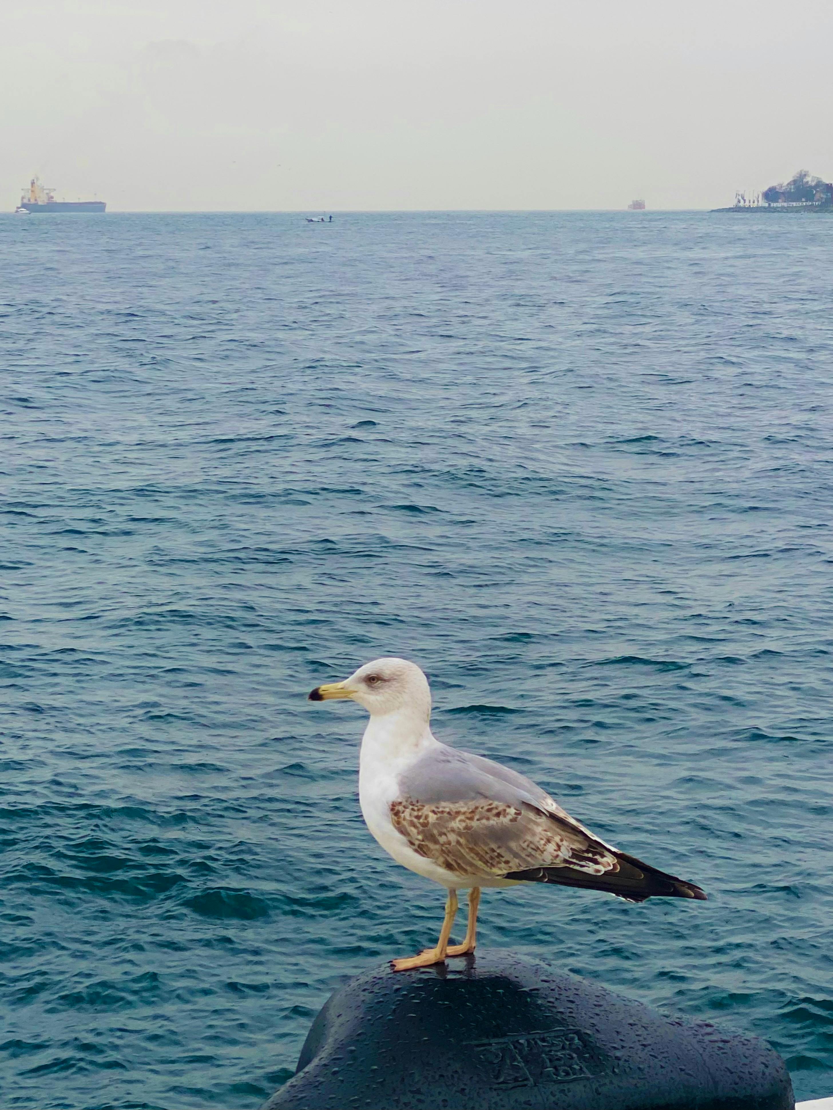Seagull over Sea · Free Stock Photo