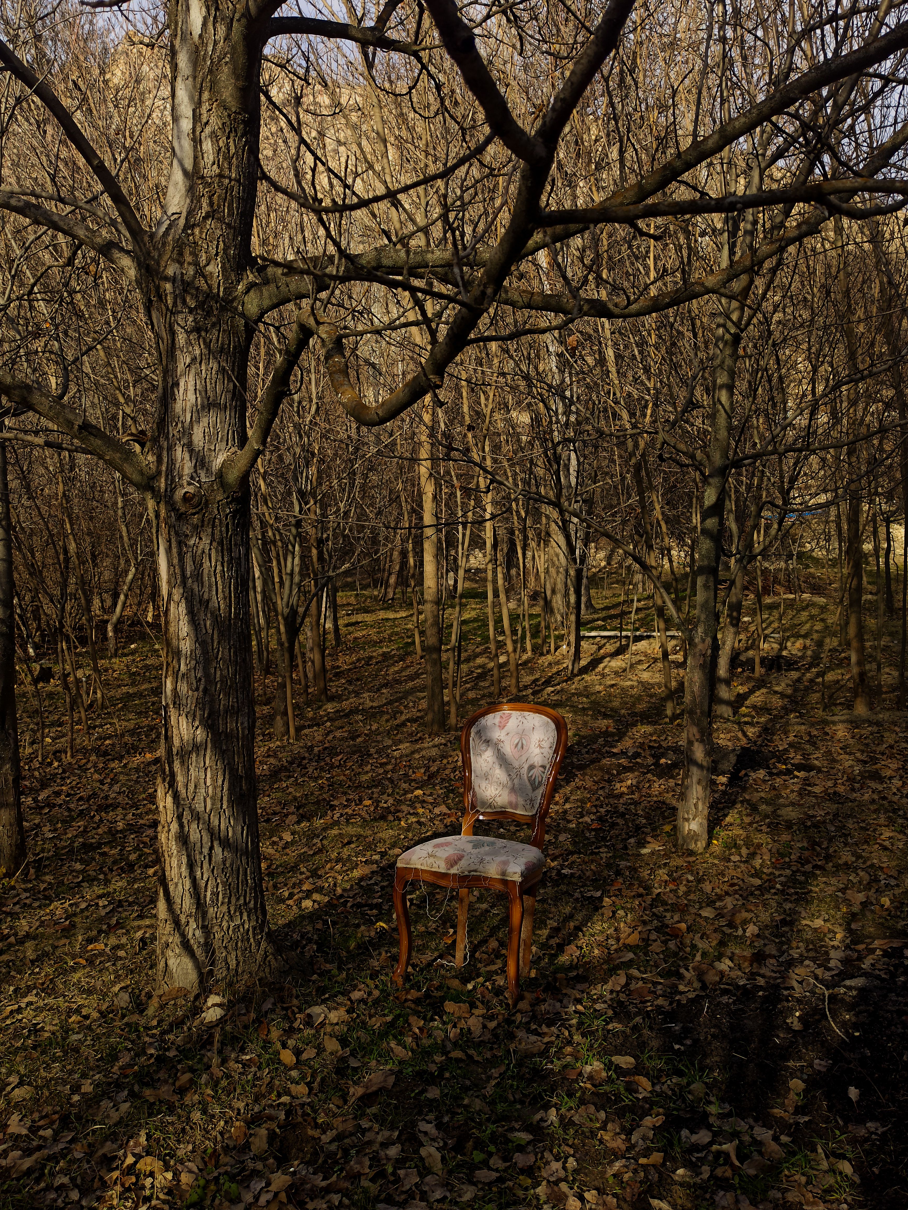 A Chair Standing in a Forest in Autumn · Free Stock Photo