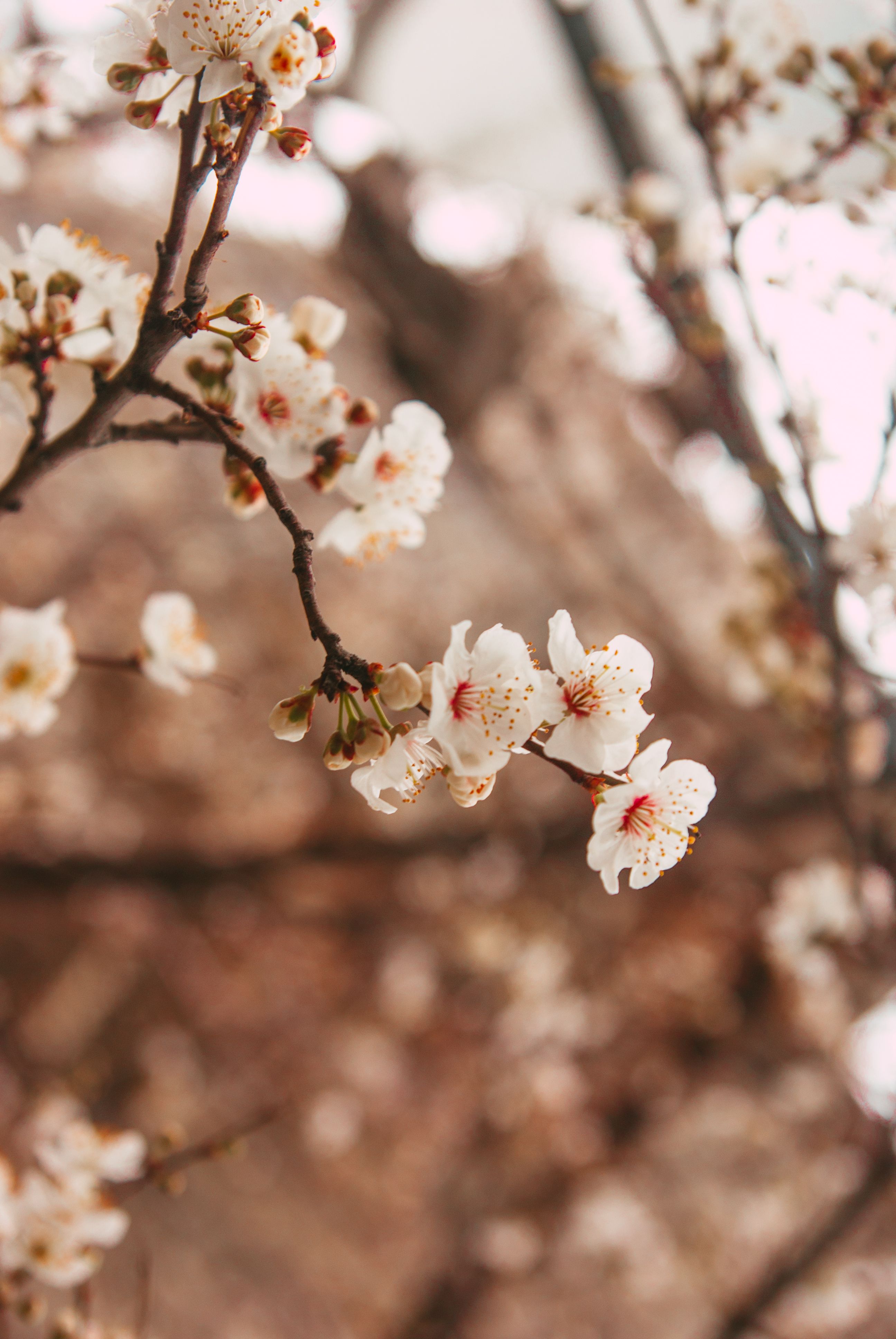 Cherry Blossom Branch Tumblr