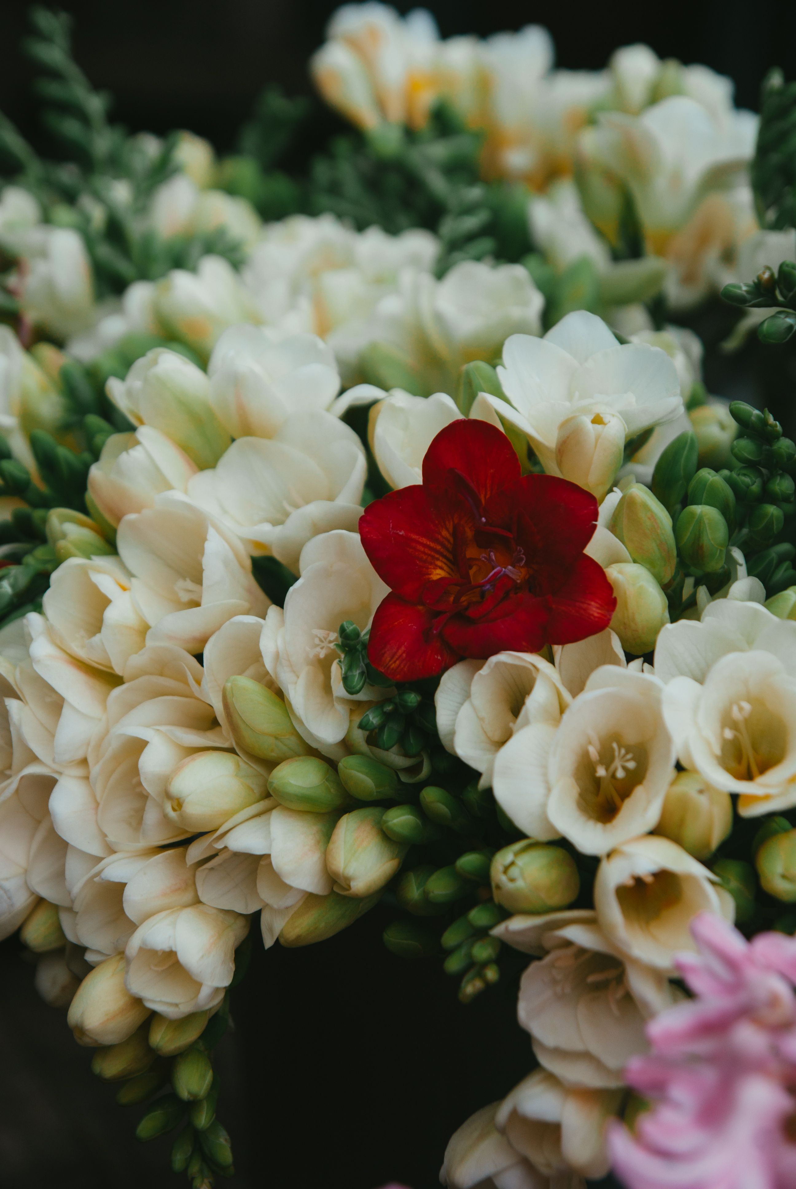 Freesia Lush Bloom In The Garden Photos, Download The BEST Free Freesia ...