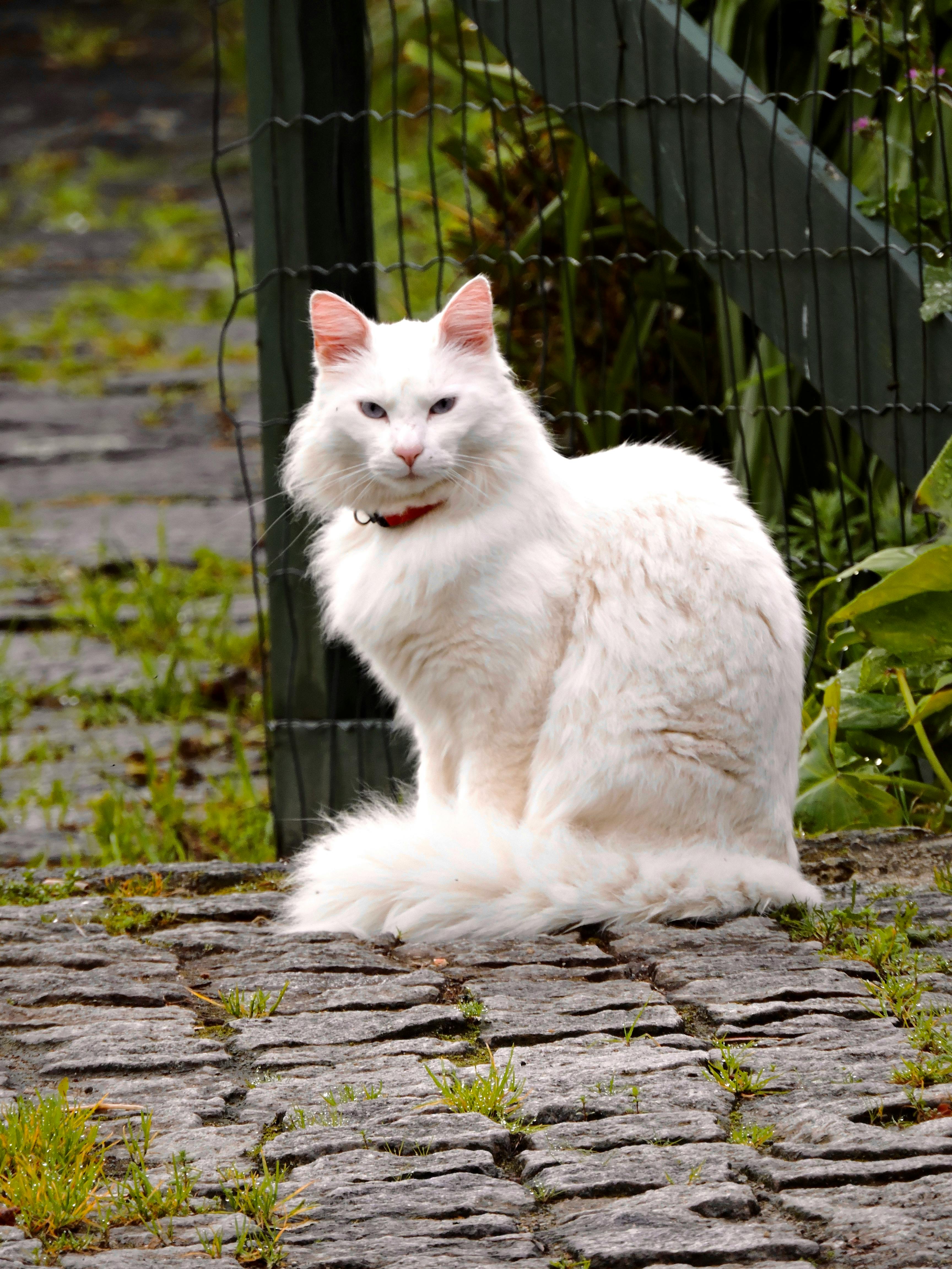 White Cat Sitting on Pavement · Free Stock Photo