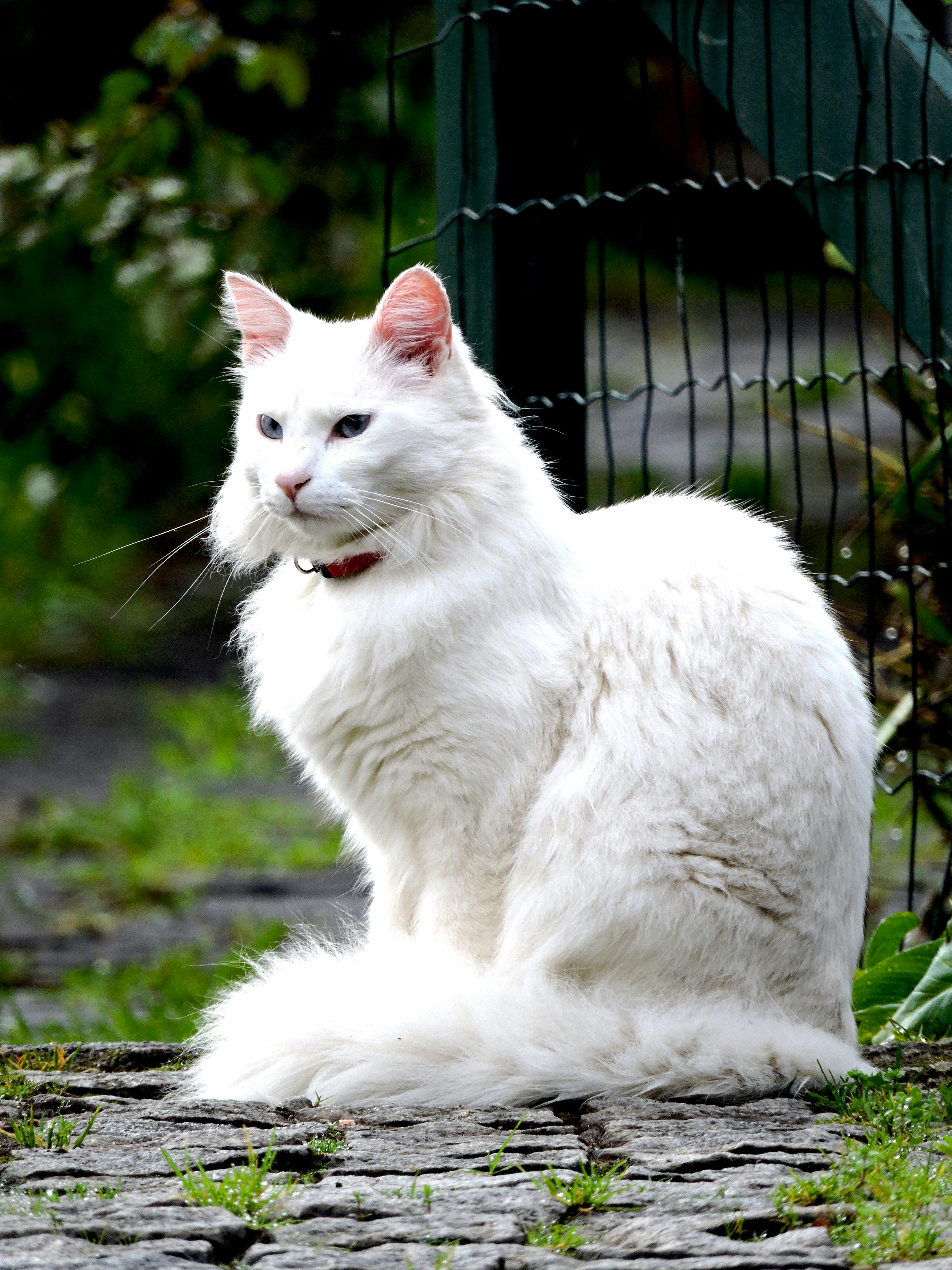 Distinguished White Cat · Free Stock Photo