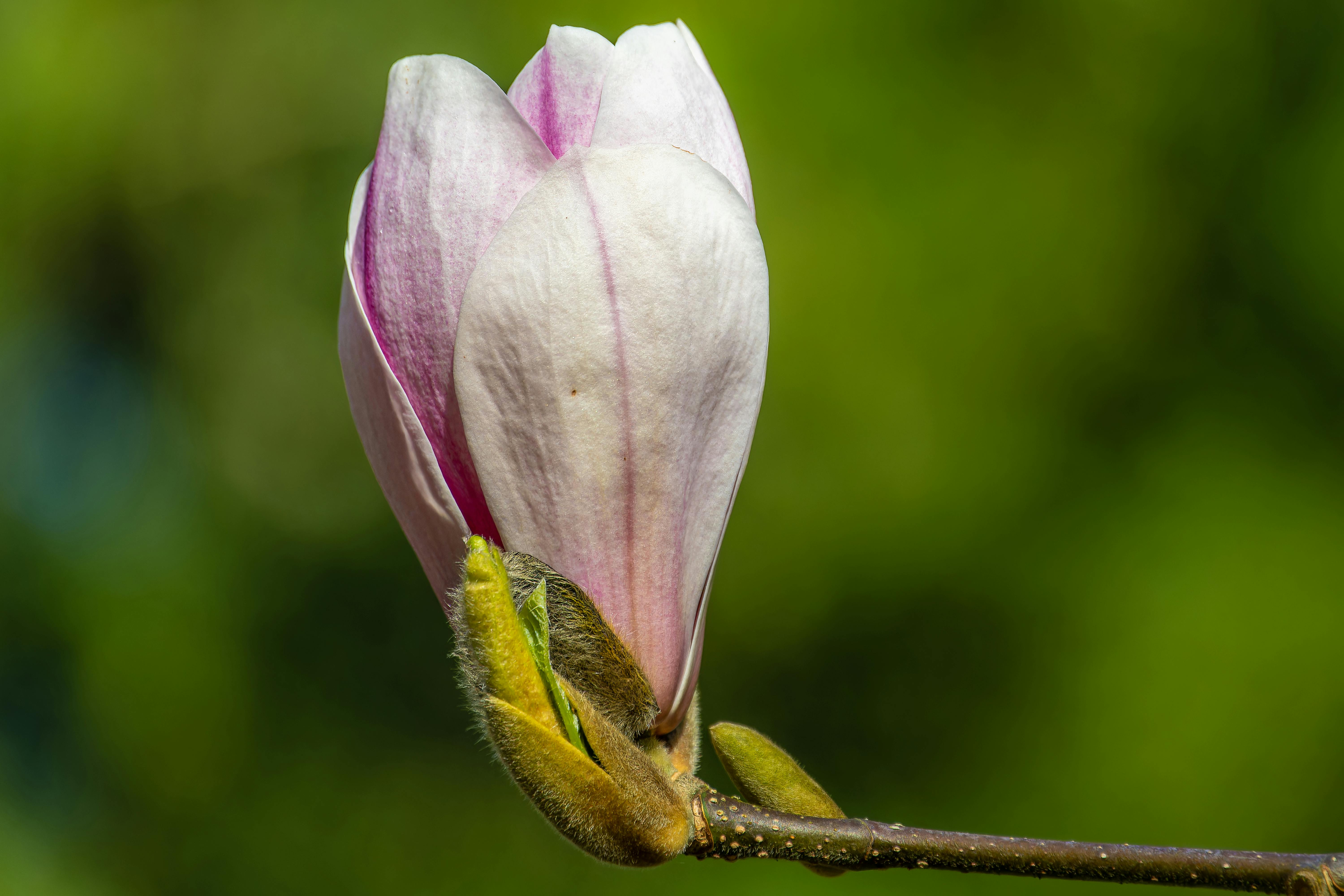 A single flower bud on a tree branch · Free Stock Photo