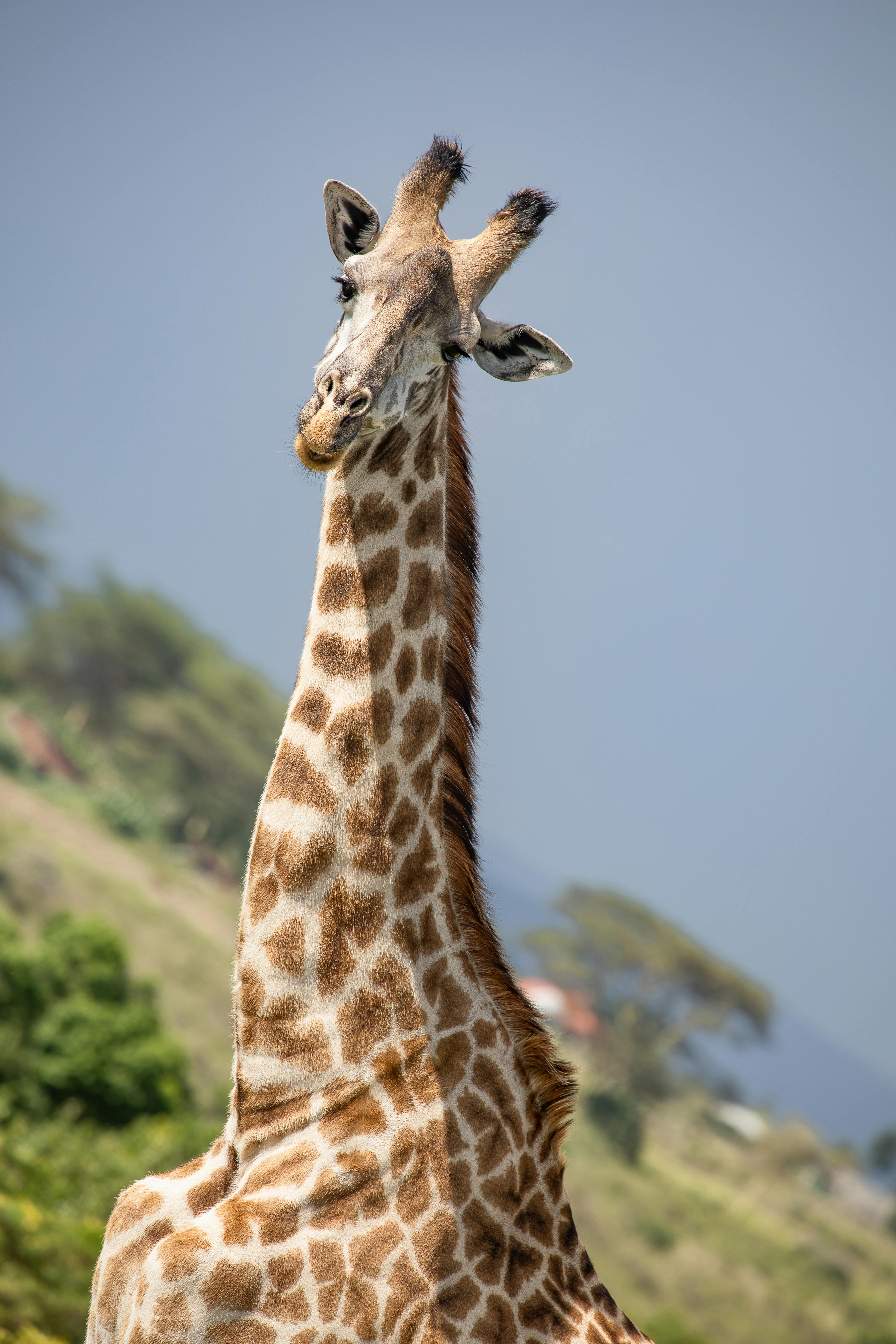 Gratis stockfoto van abstract, achtergrond, achtergronden, afrika ...