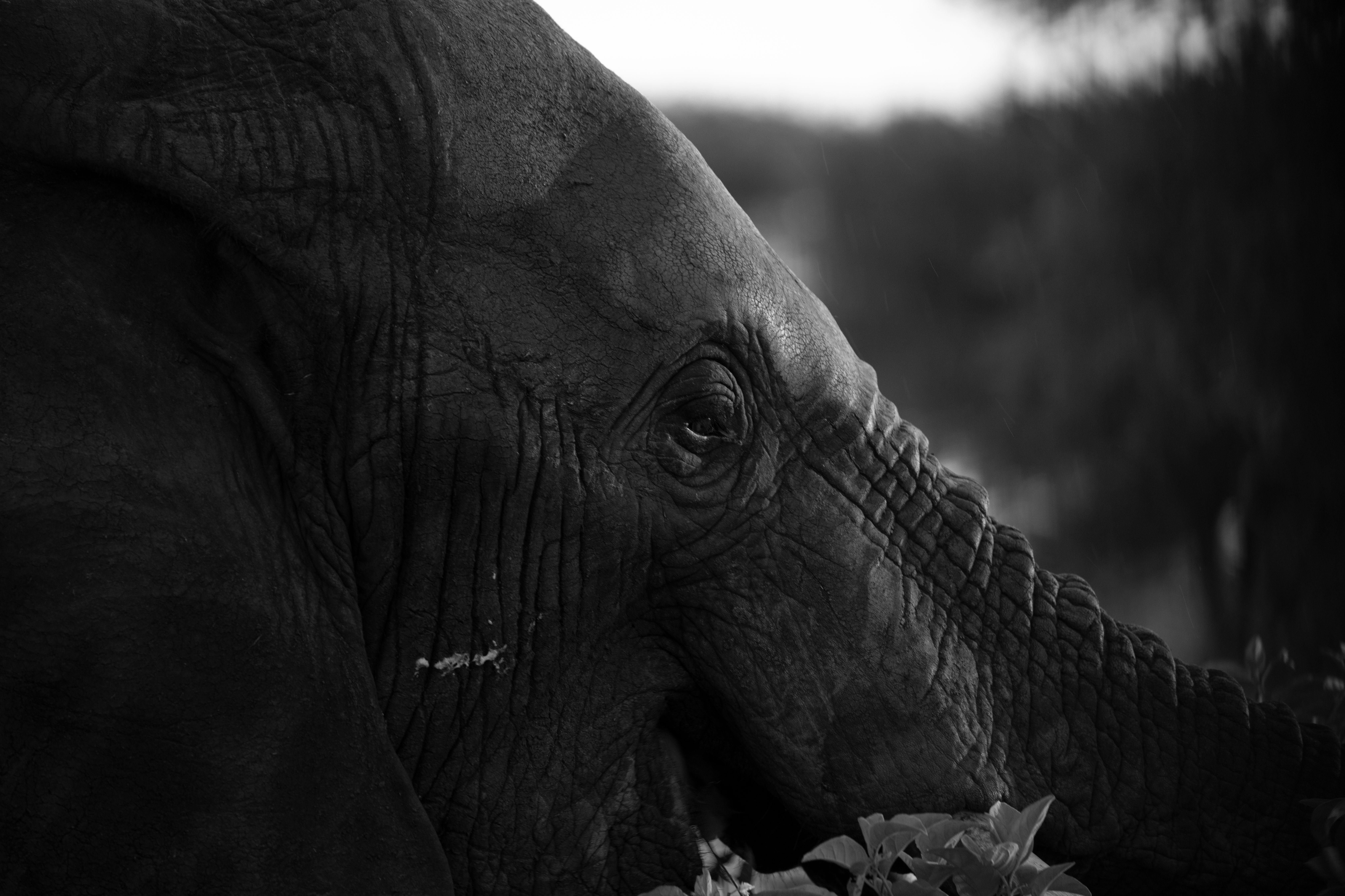 Calm Abstract Elephant Zoom Backgrounds Photos, Download The BEST Free ...