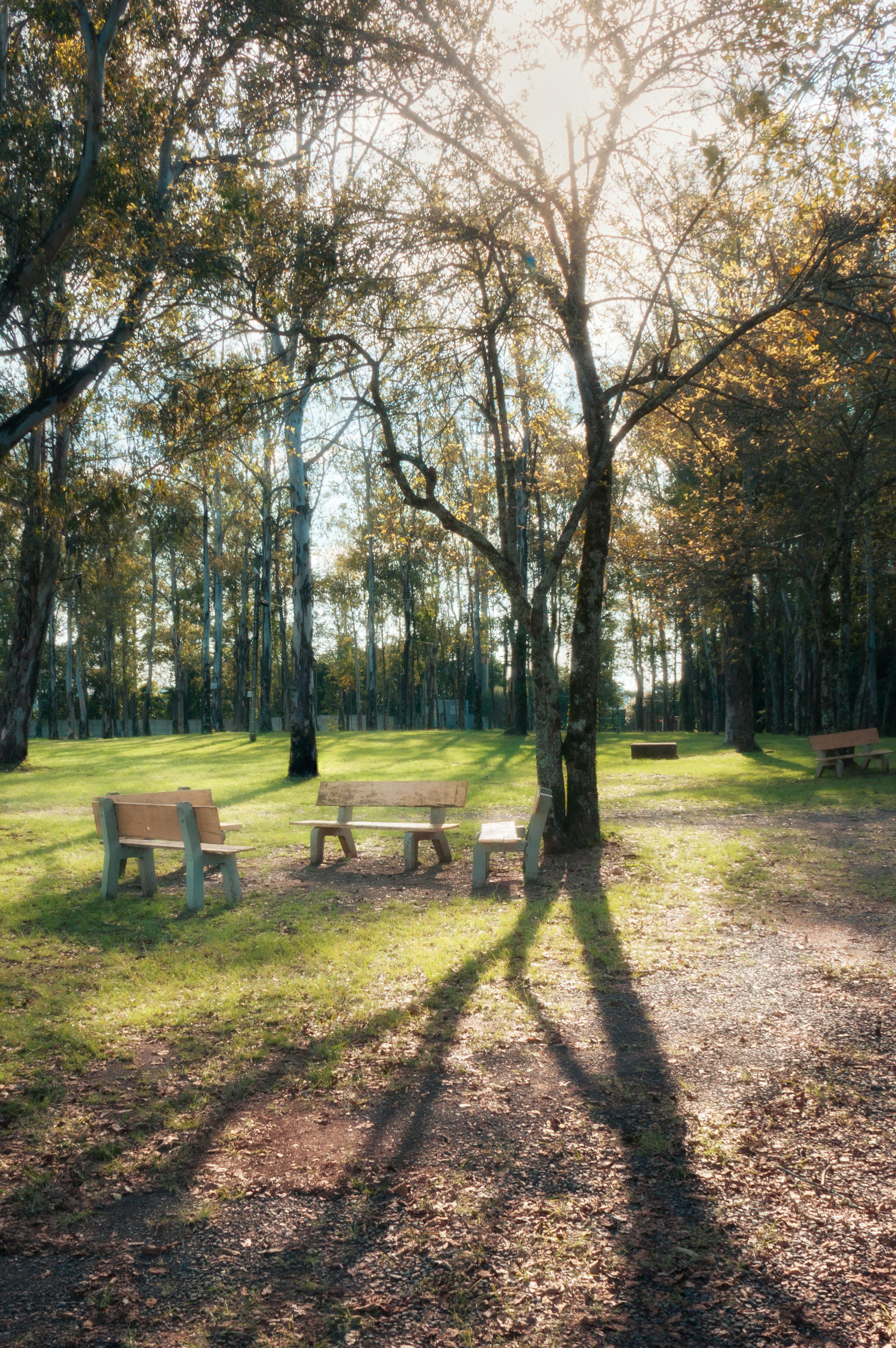 Trees and Benches in Forest at Sunset · Free Stock Photo