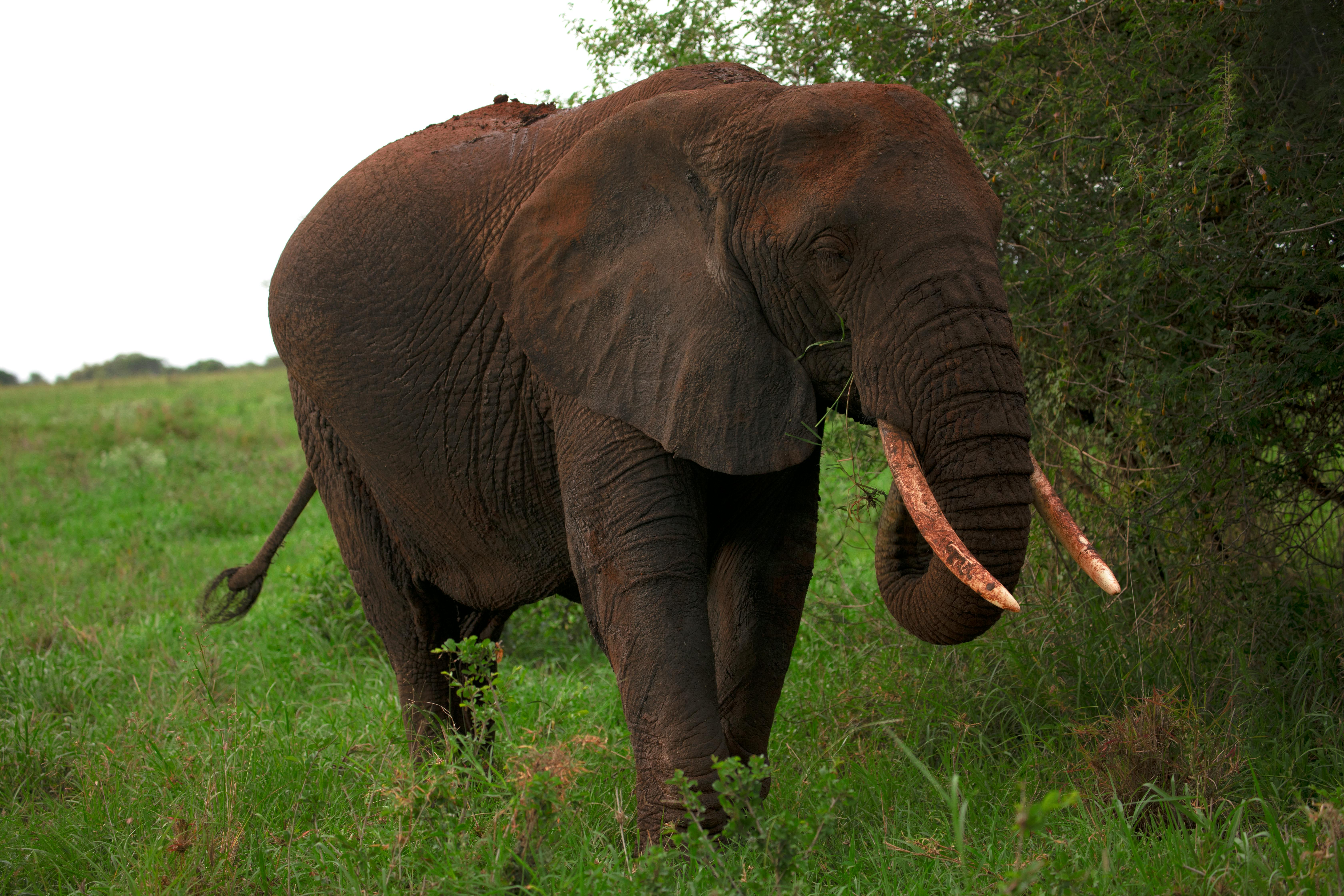 An elephant with tusks · Free Stock Photo