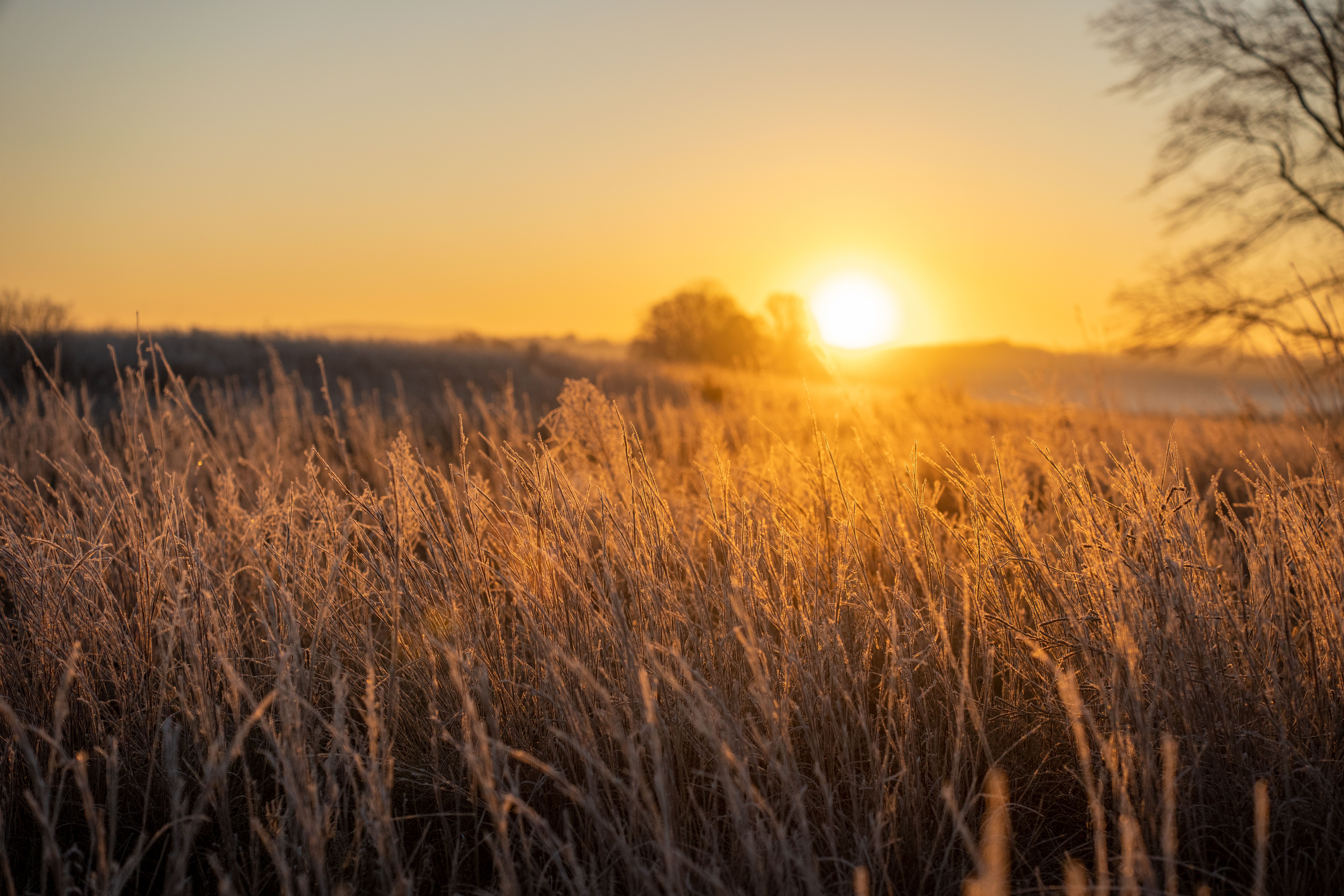 A sunrise over a field with tall grass · Free Stock Photo
