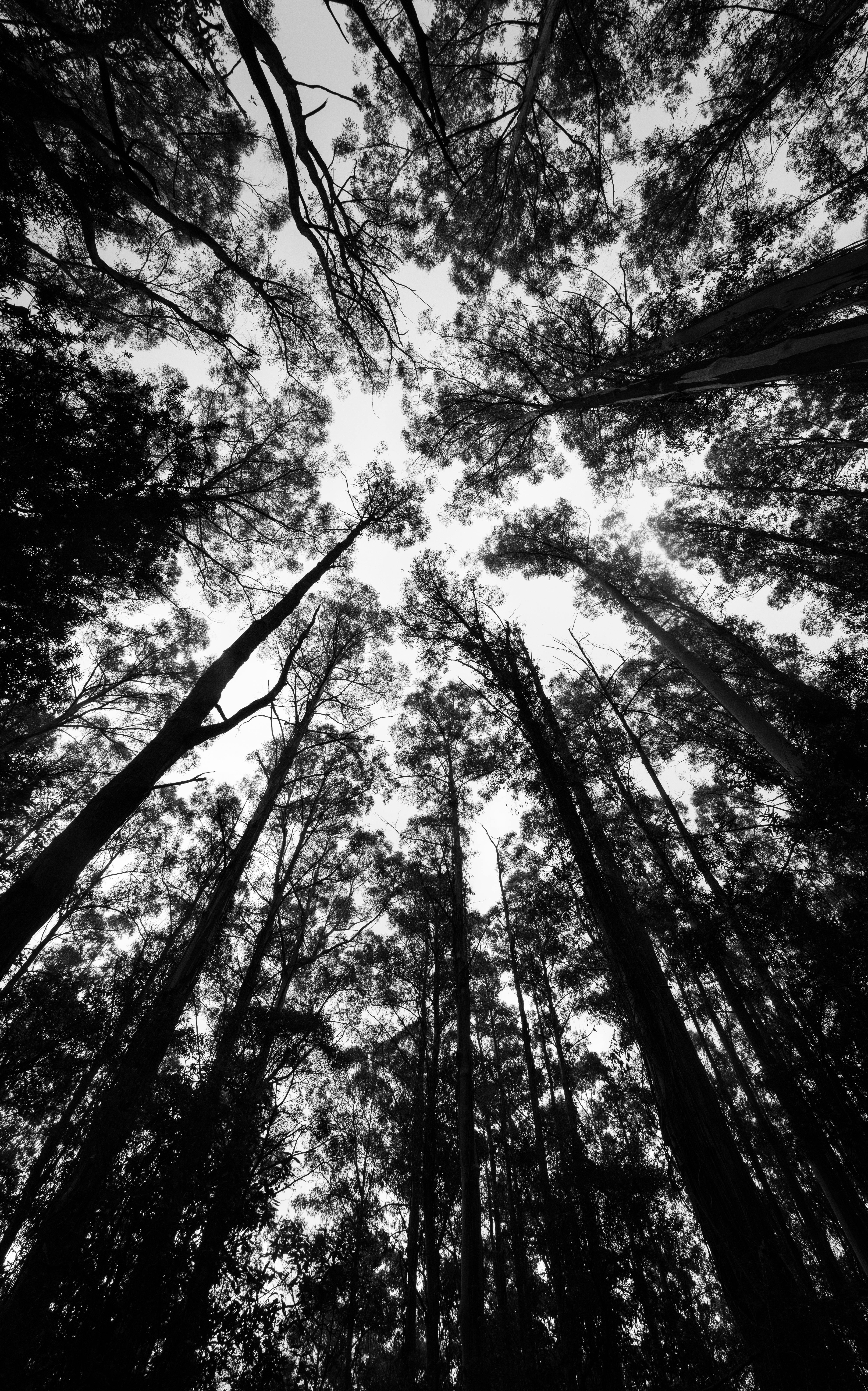 Tall Trees in Forest in Black and White · Free Stock Photo