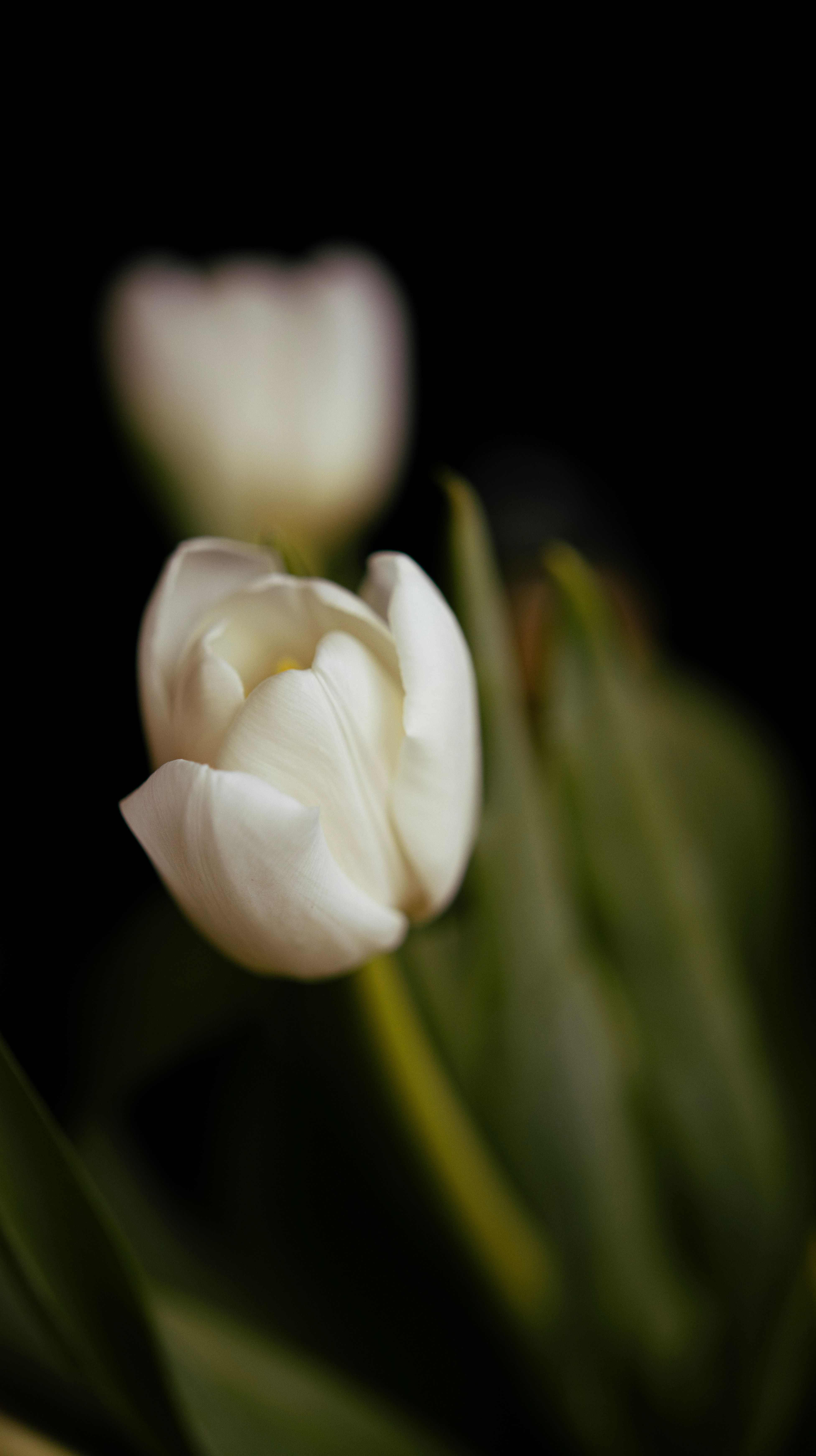 A close up of a single white tulip · Free Stock Photo
