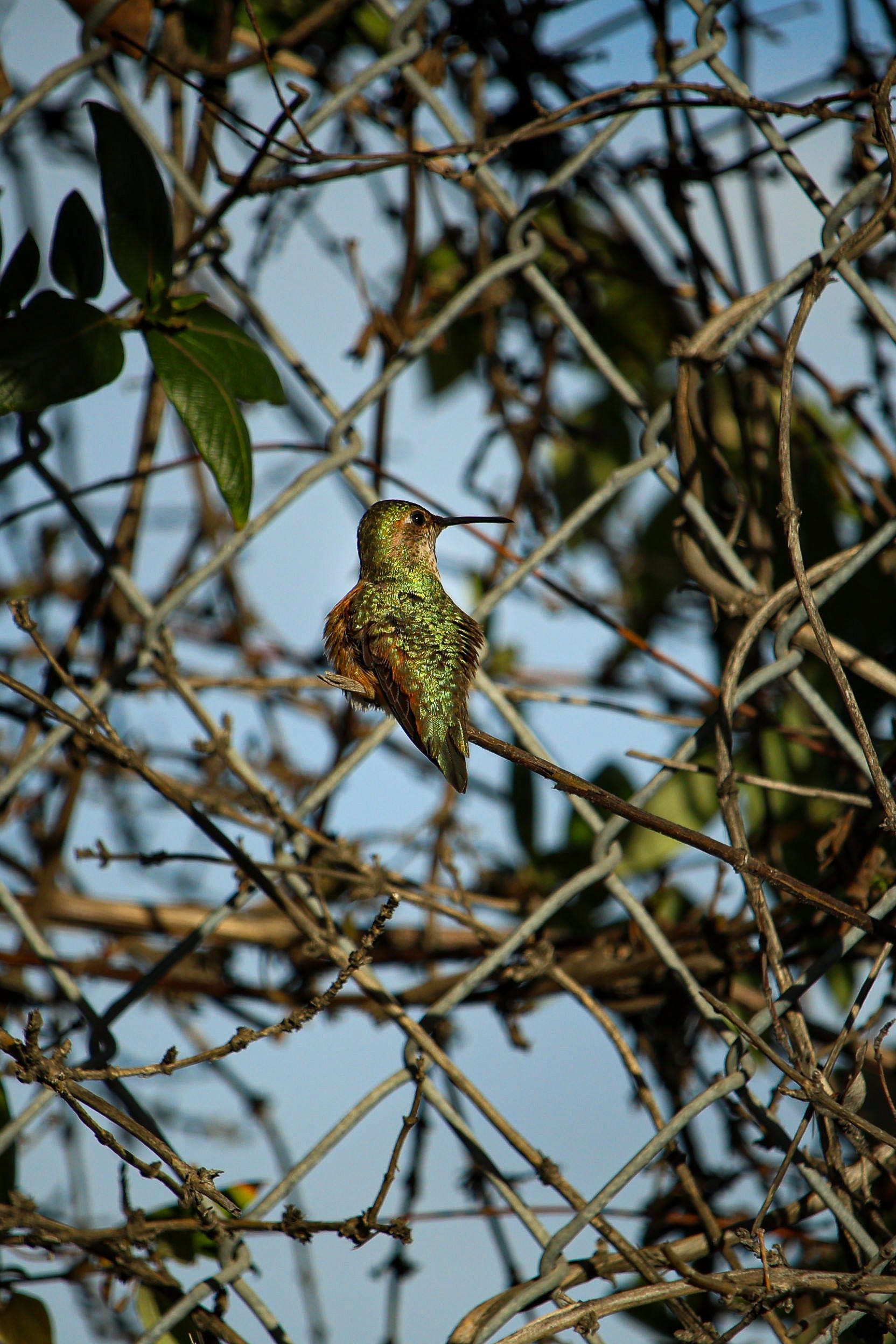 Hummingbird Image Photos, Download The BEST Free Hummingbird Image ...