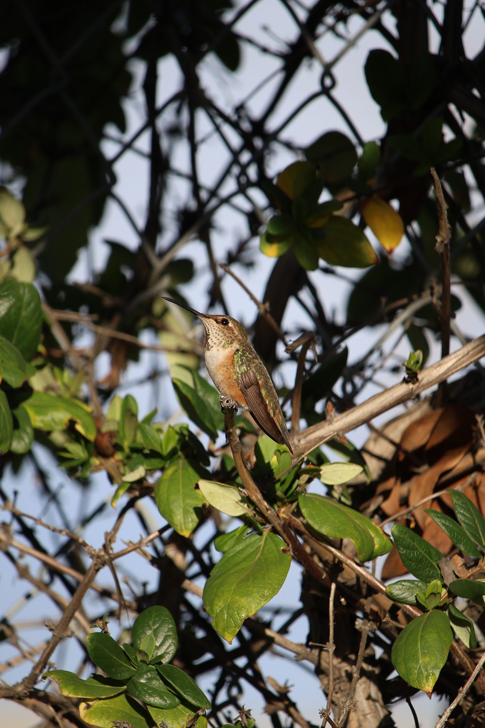 Small Hummingbird on Branches · Free Stock Photo