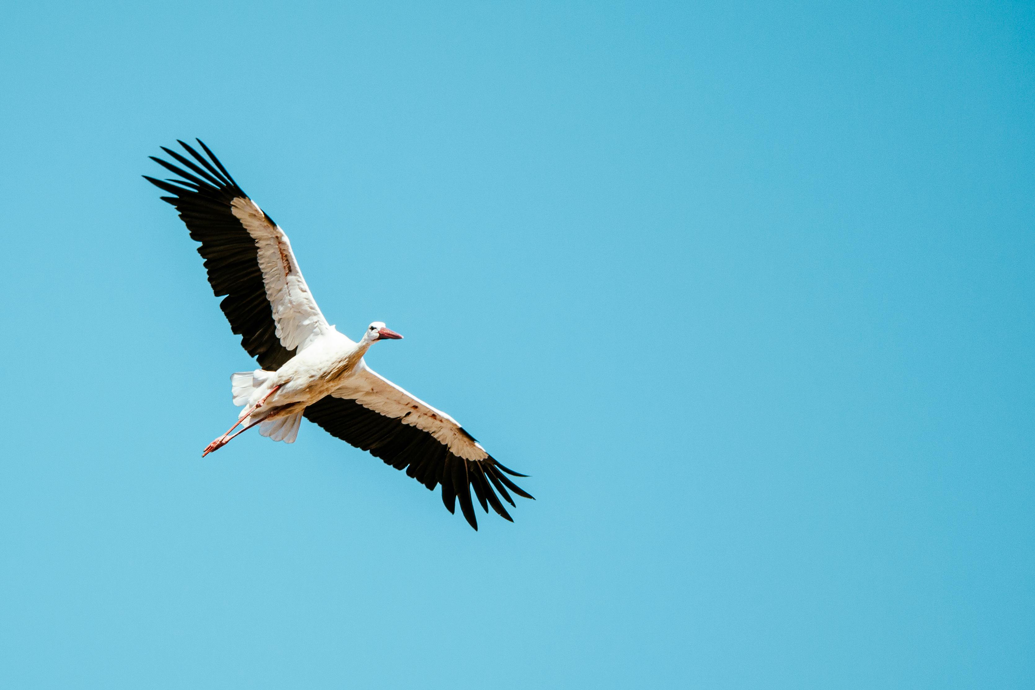 White Stork Flying · Free Stock Photo