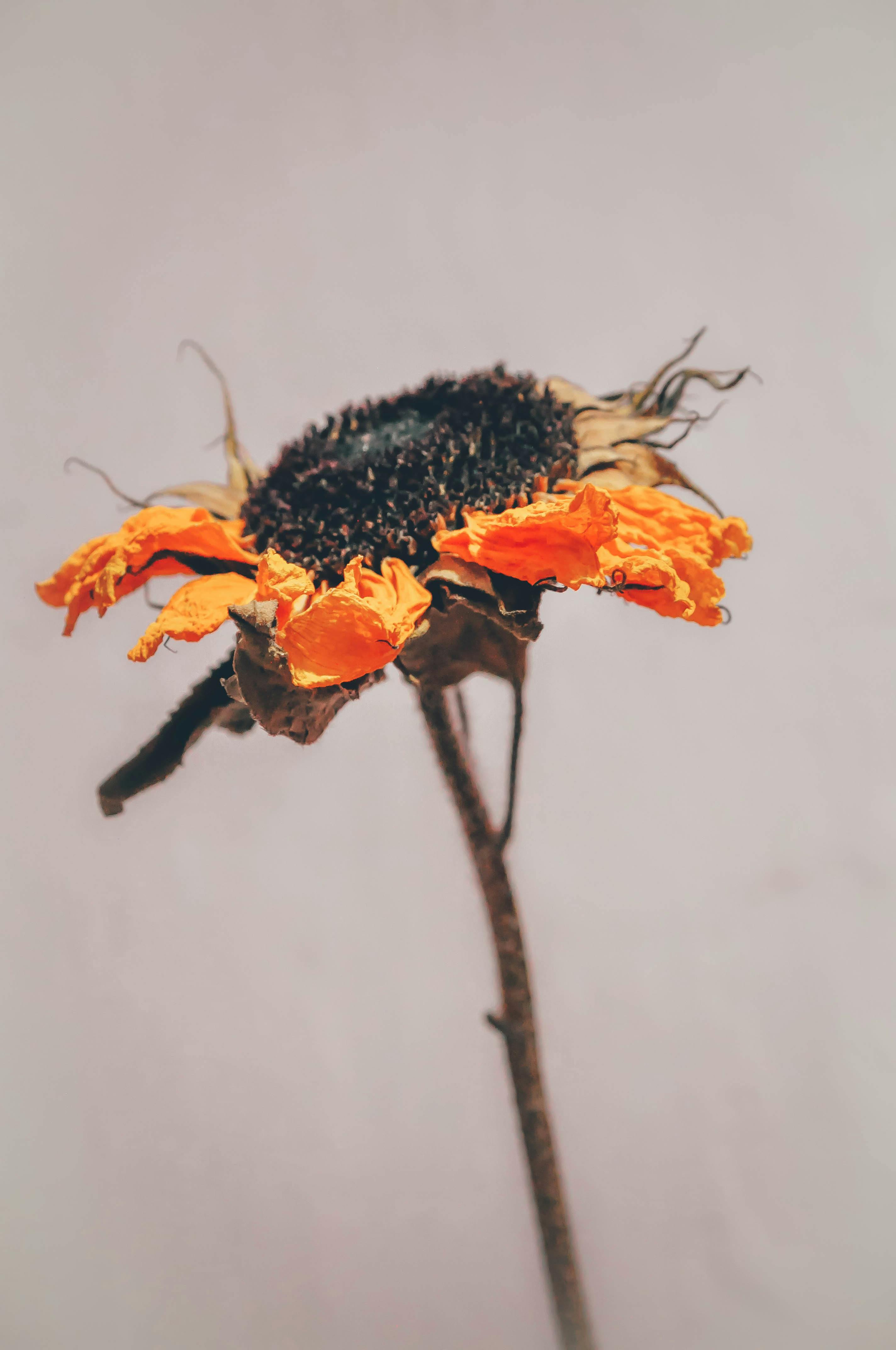 Dying Flower Photos, Download The BEST Free Dying Flower Stock Photos ...