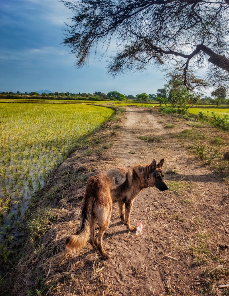 Dog In Field Photos, Download The BEST Free Dog In Field Stock Photos ...