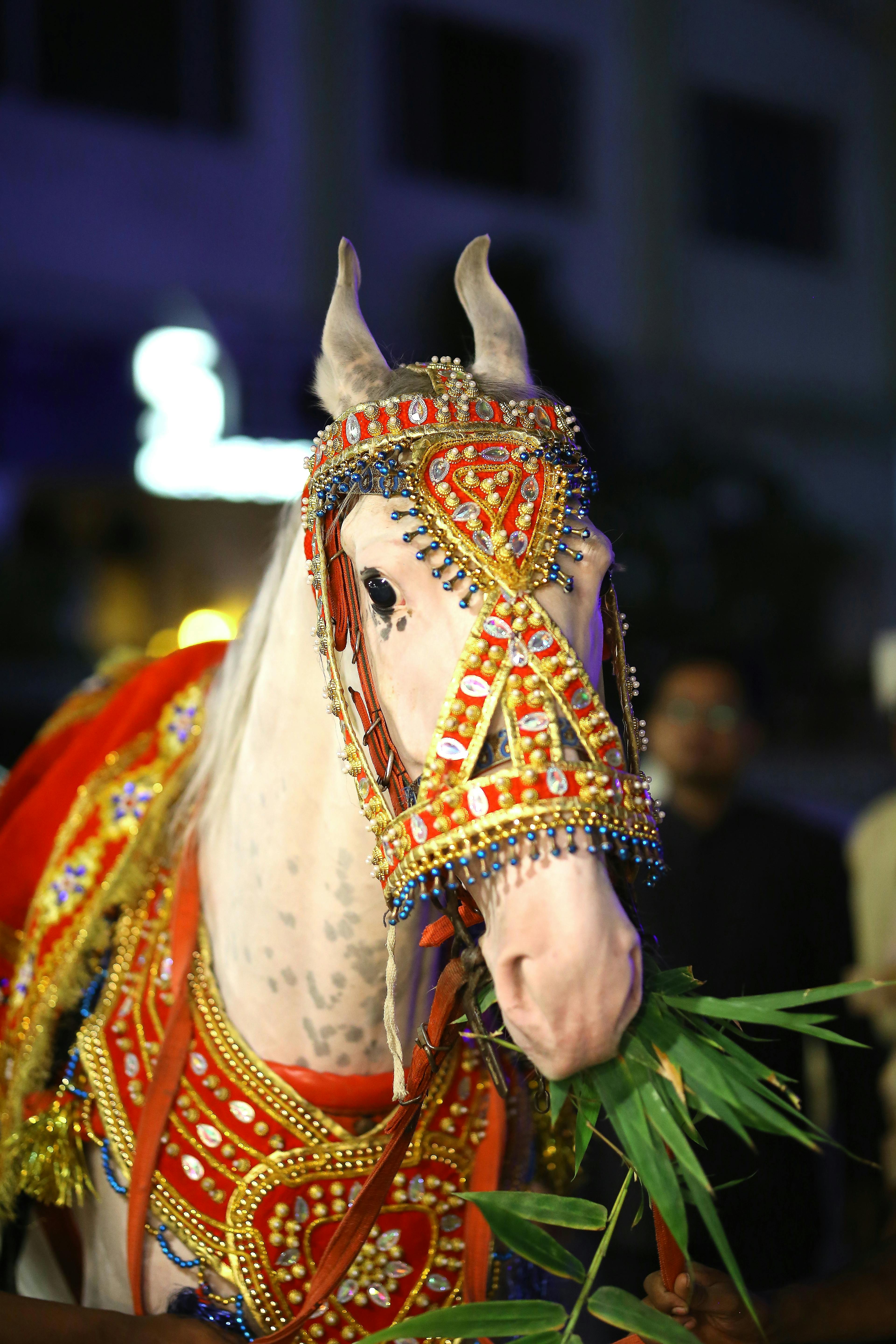 White Horse · Free Stock Photo