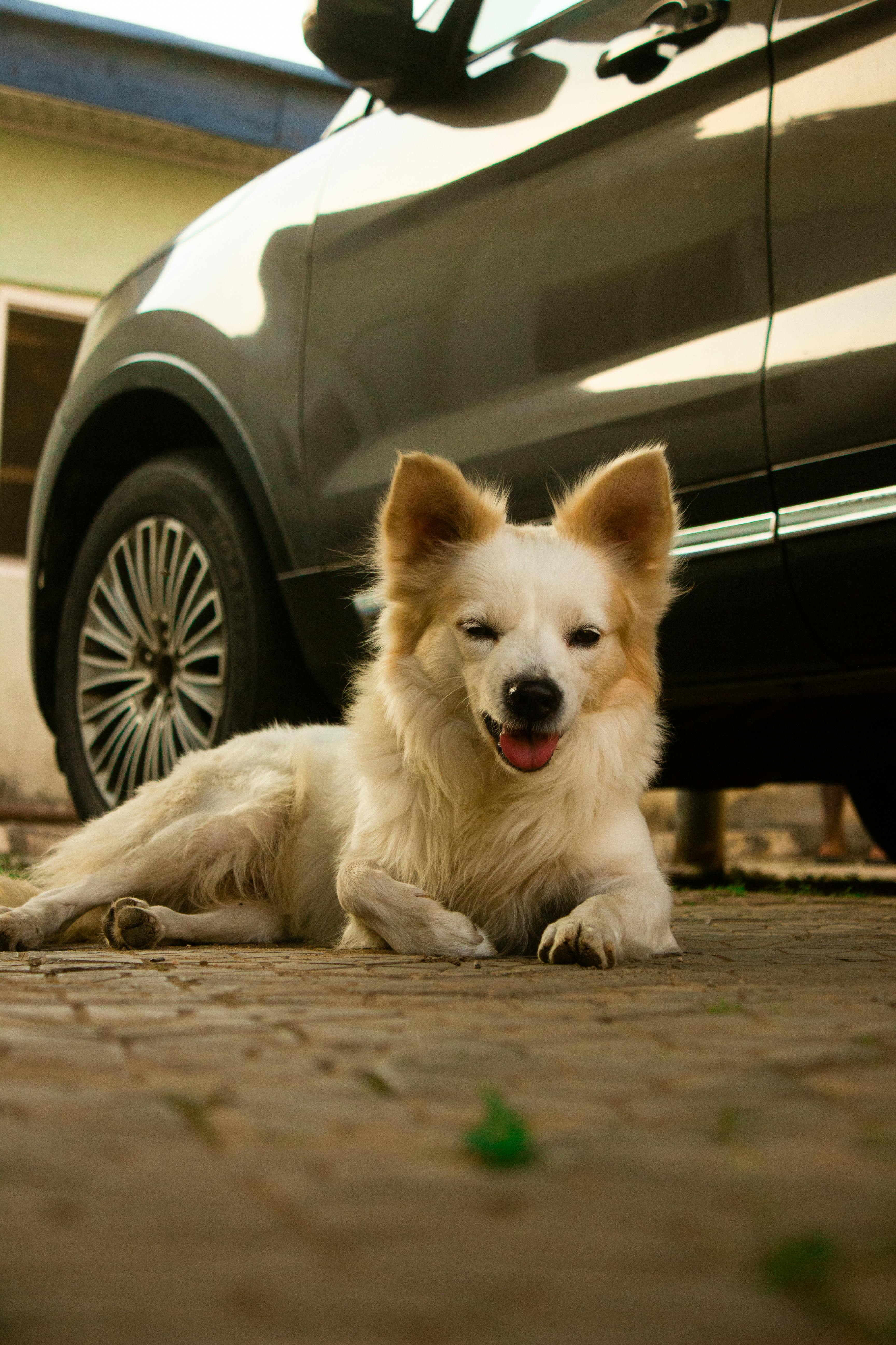 Dog Underneath a Car · Free Stock Photo