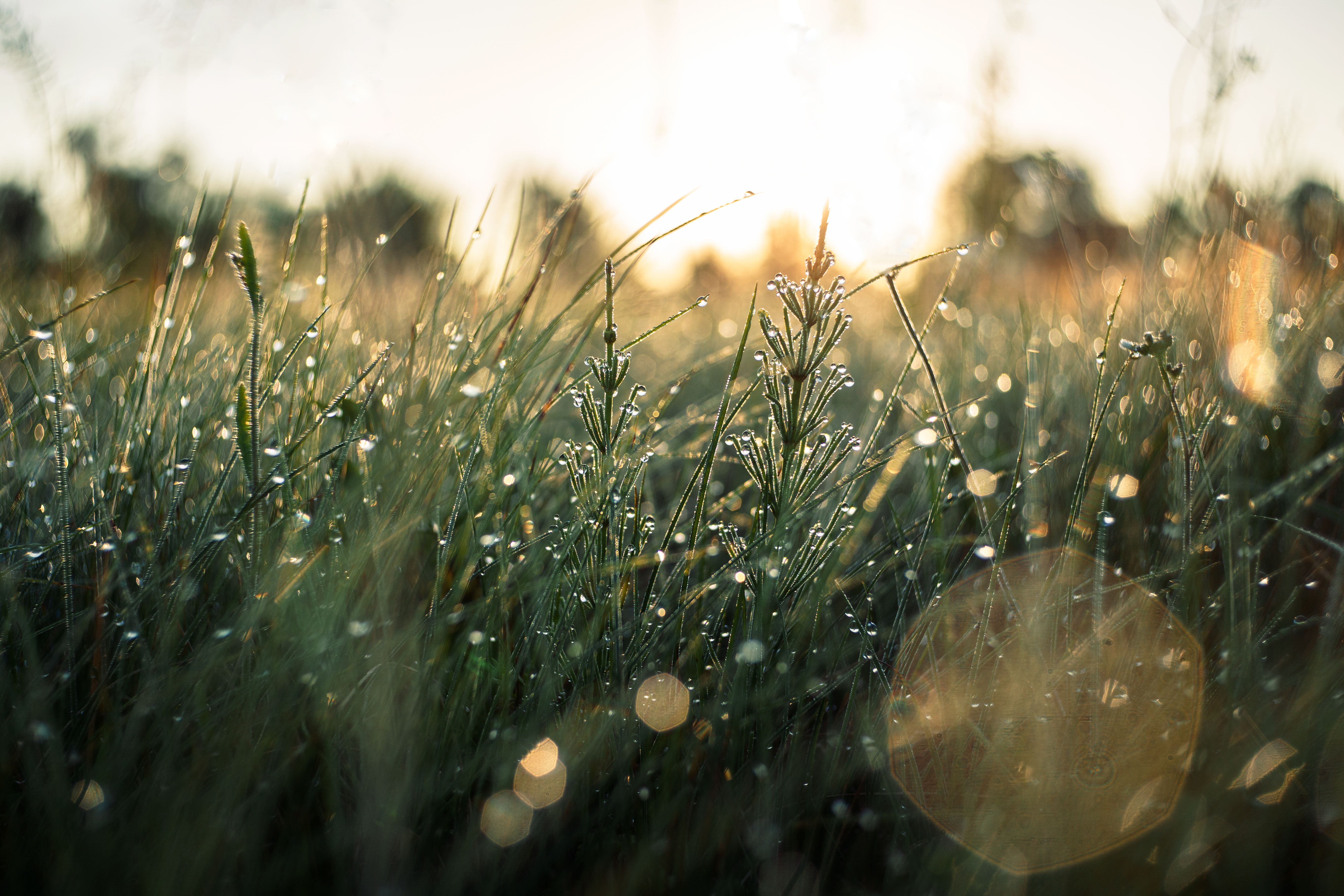 Dew on Tall Grass on Meadow · Free Stock Photo