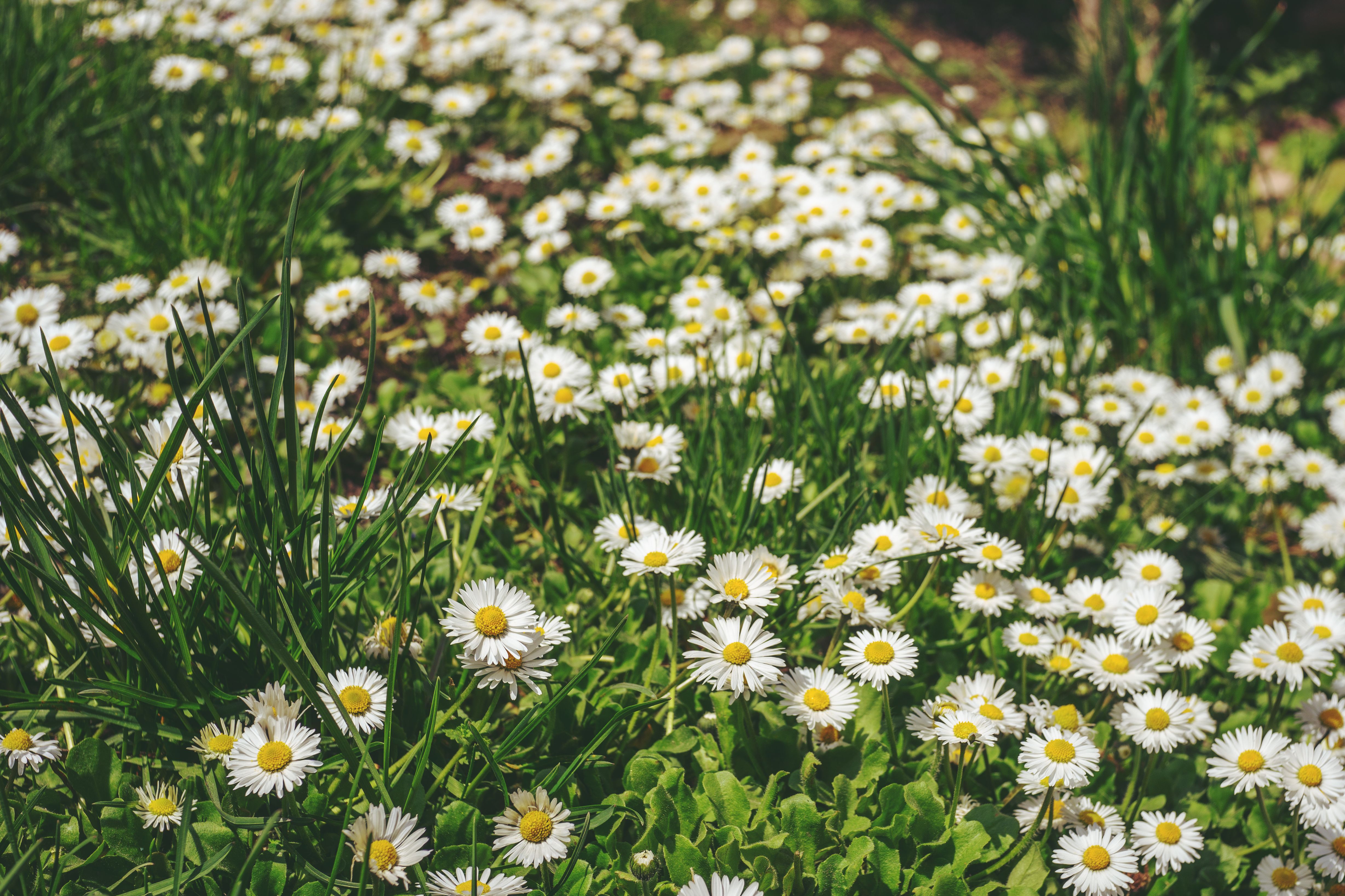 Daisies on Meadow · Free Stock Photo