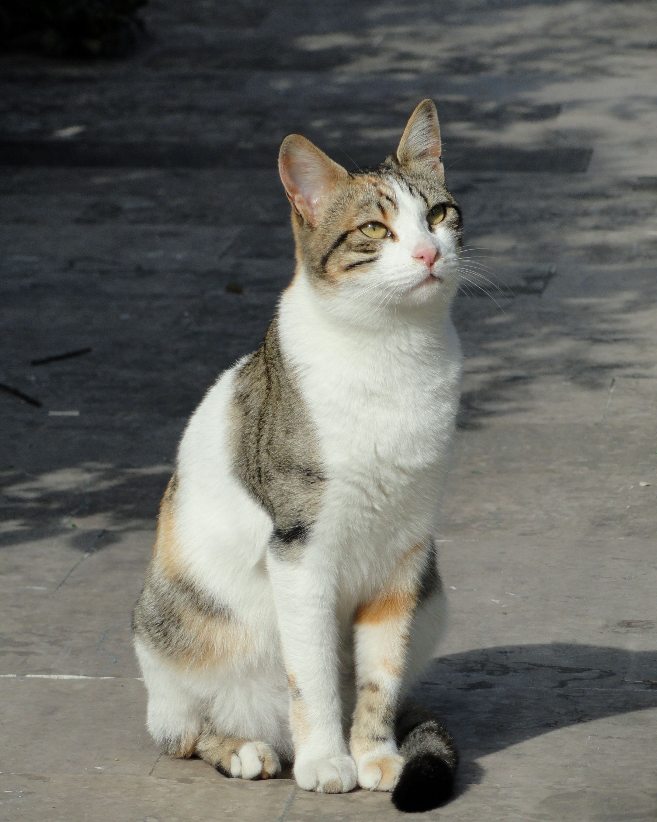 Cute Sitting Cat · Free Stock Photo