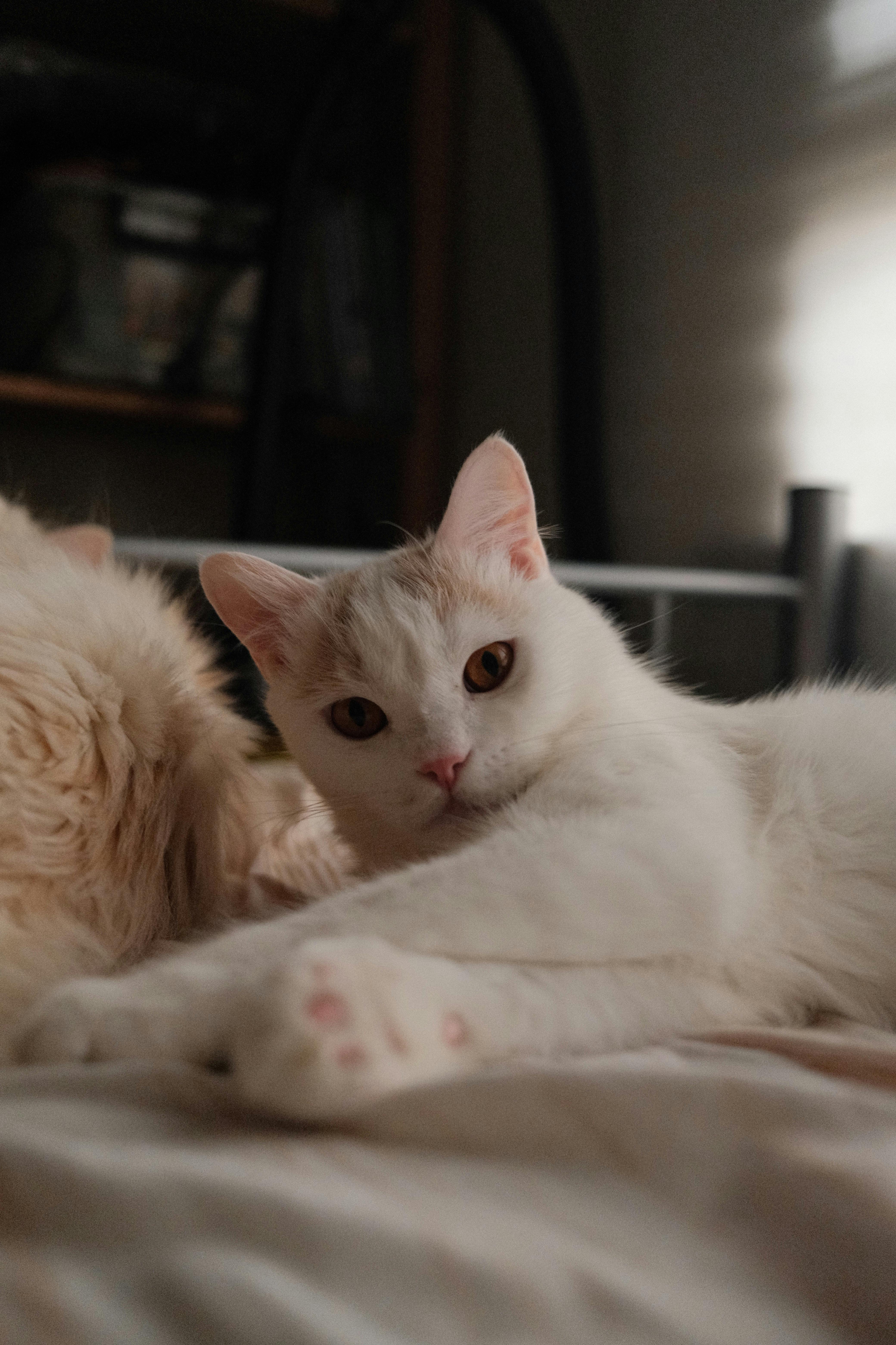Stretching White Cat · Free Stock Photo