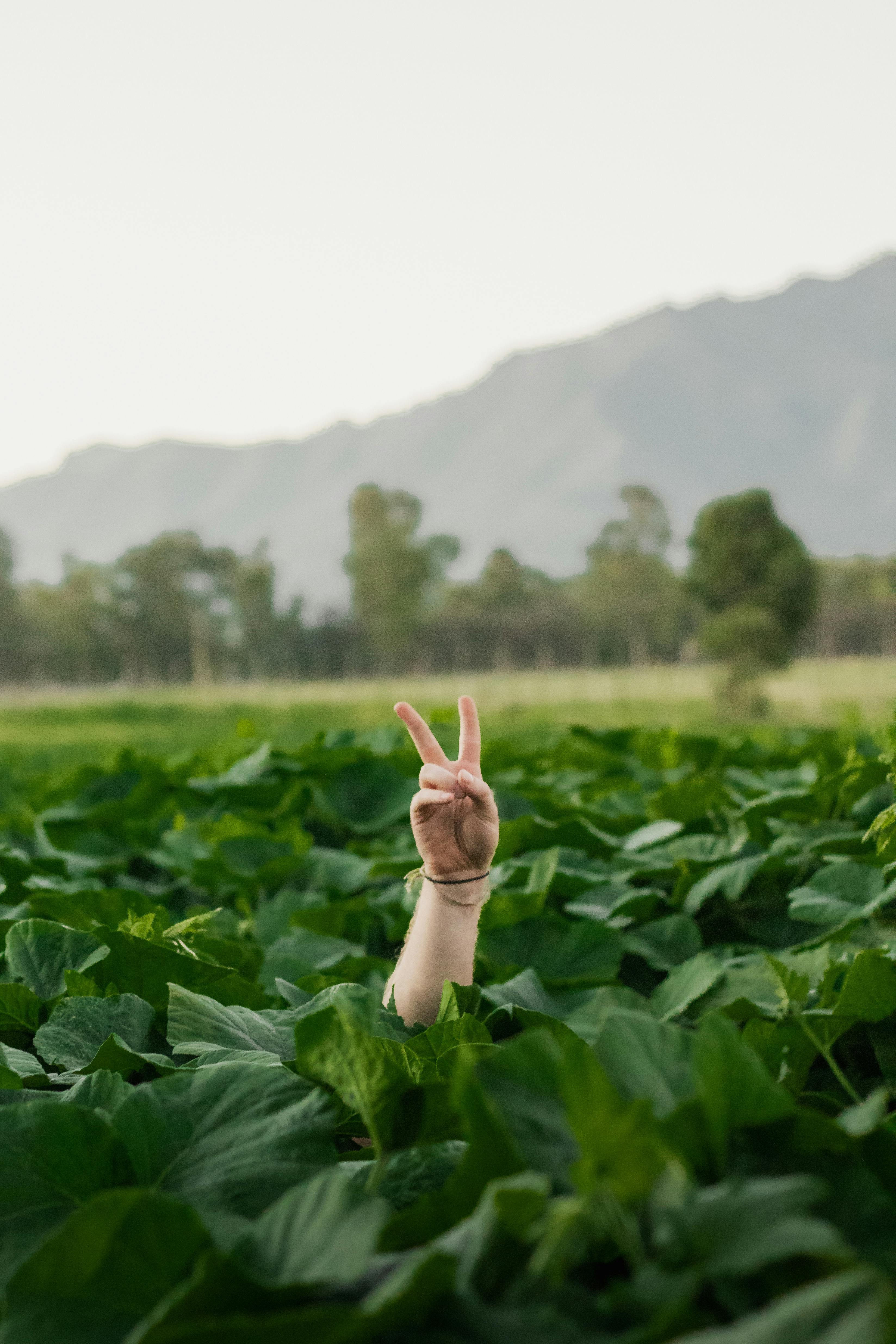 People Showing the V Sign From Above a SoybeanField · Free Stock Photo