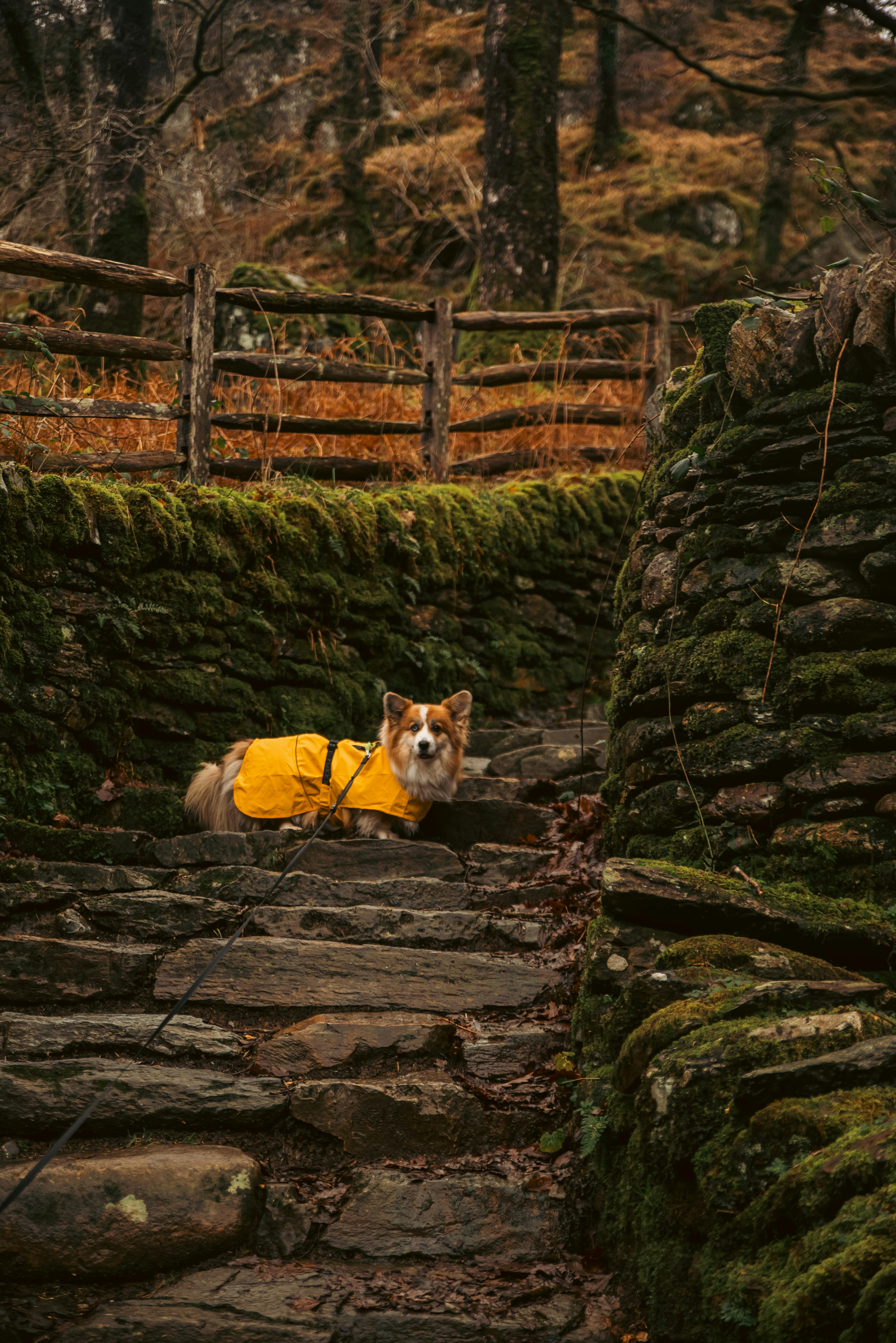 Dog Standing on Stone Steps · Free Stock Photo