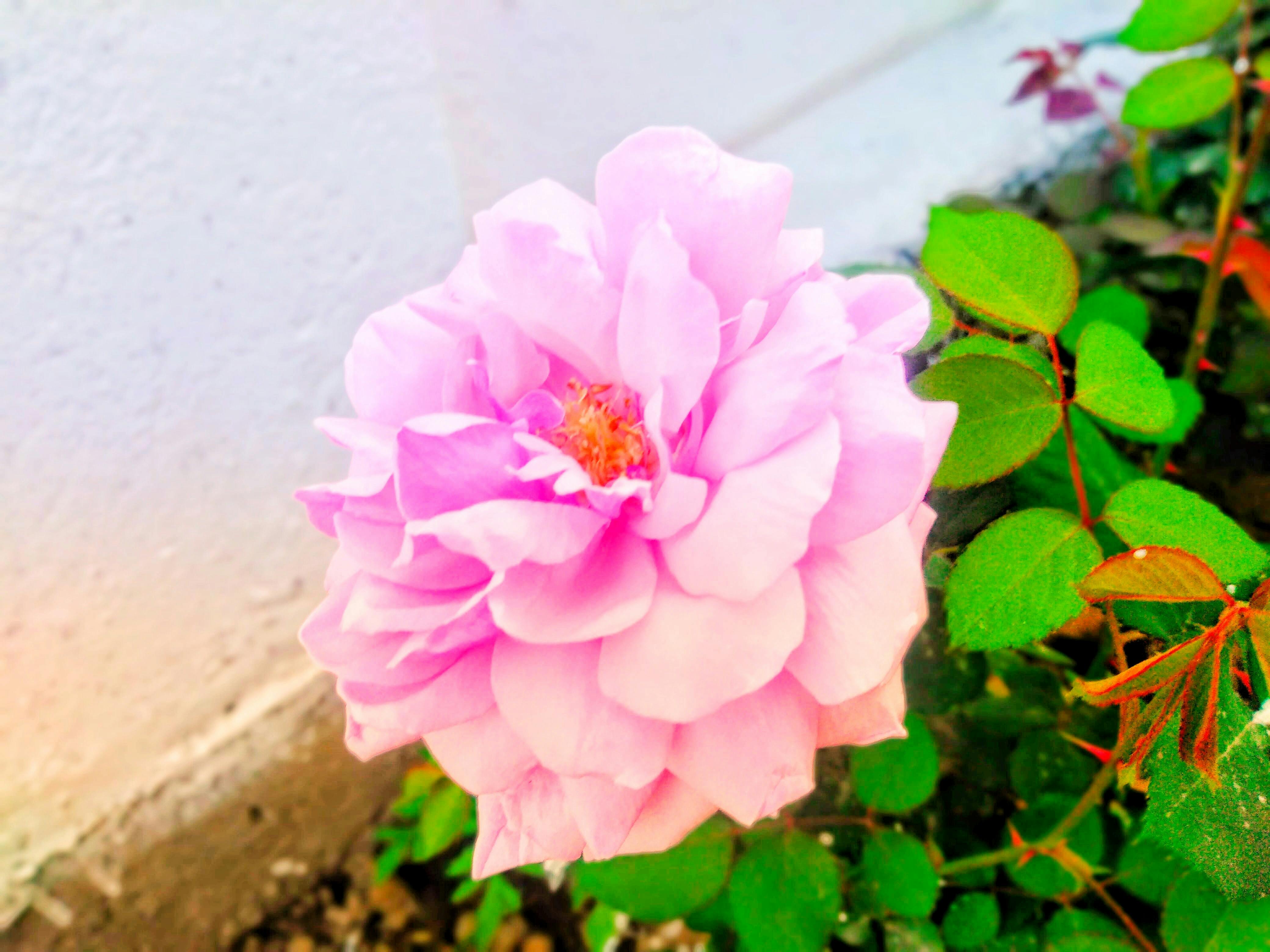 Flowers 11 Photos & Videos Collected by Ankit Sharma