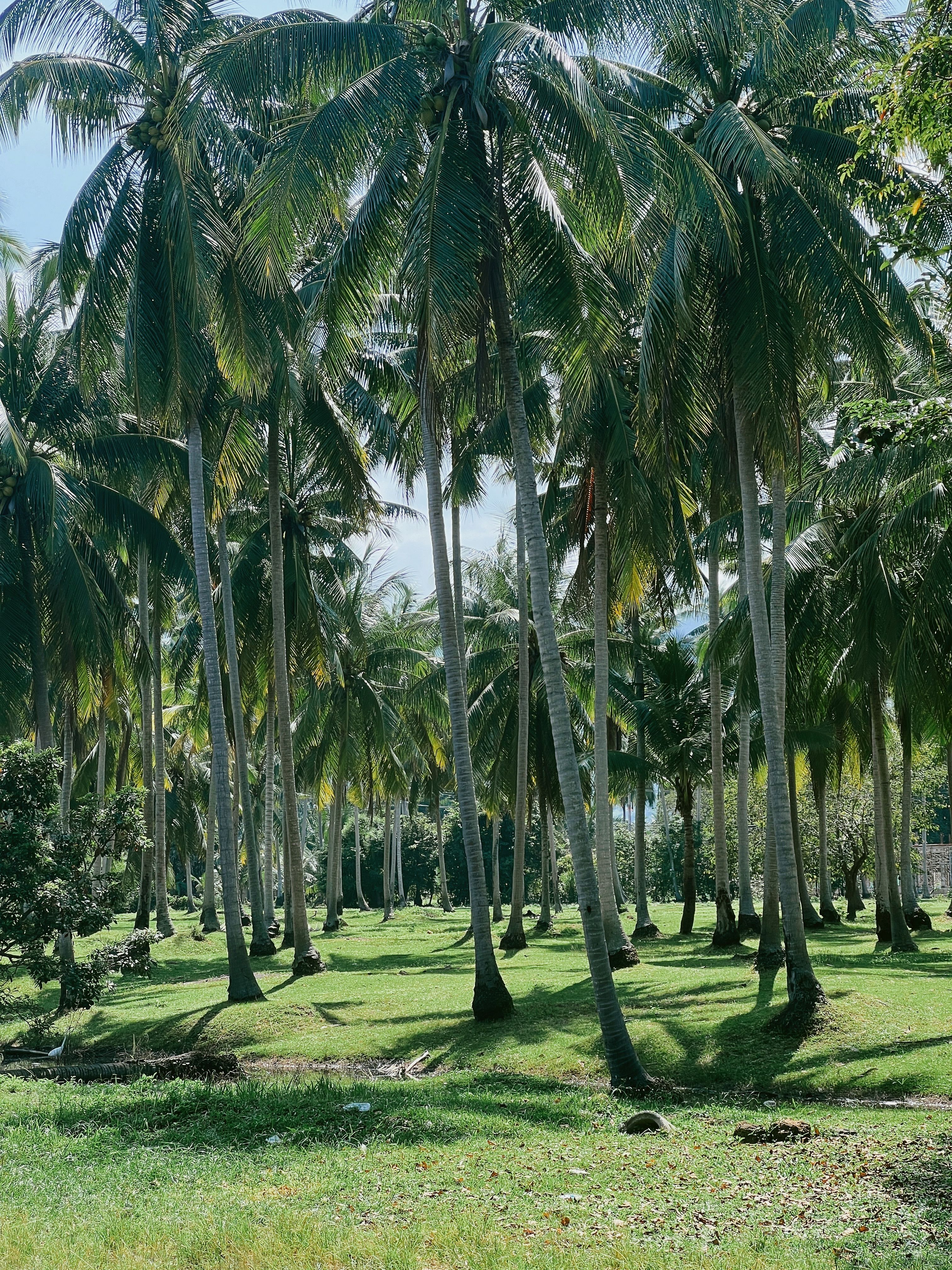 Green Palm Trees Forest · Free Stock Photo