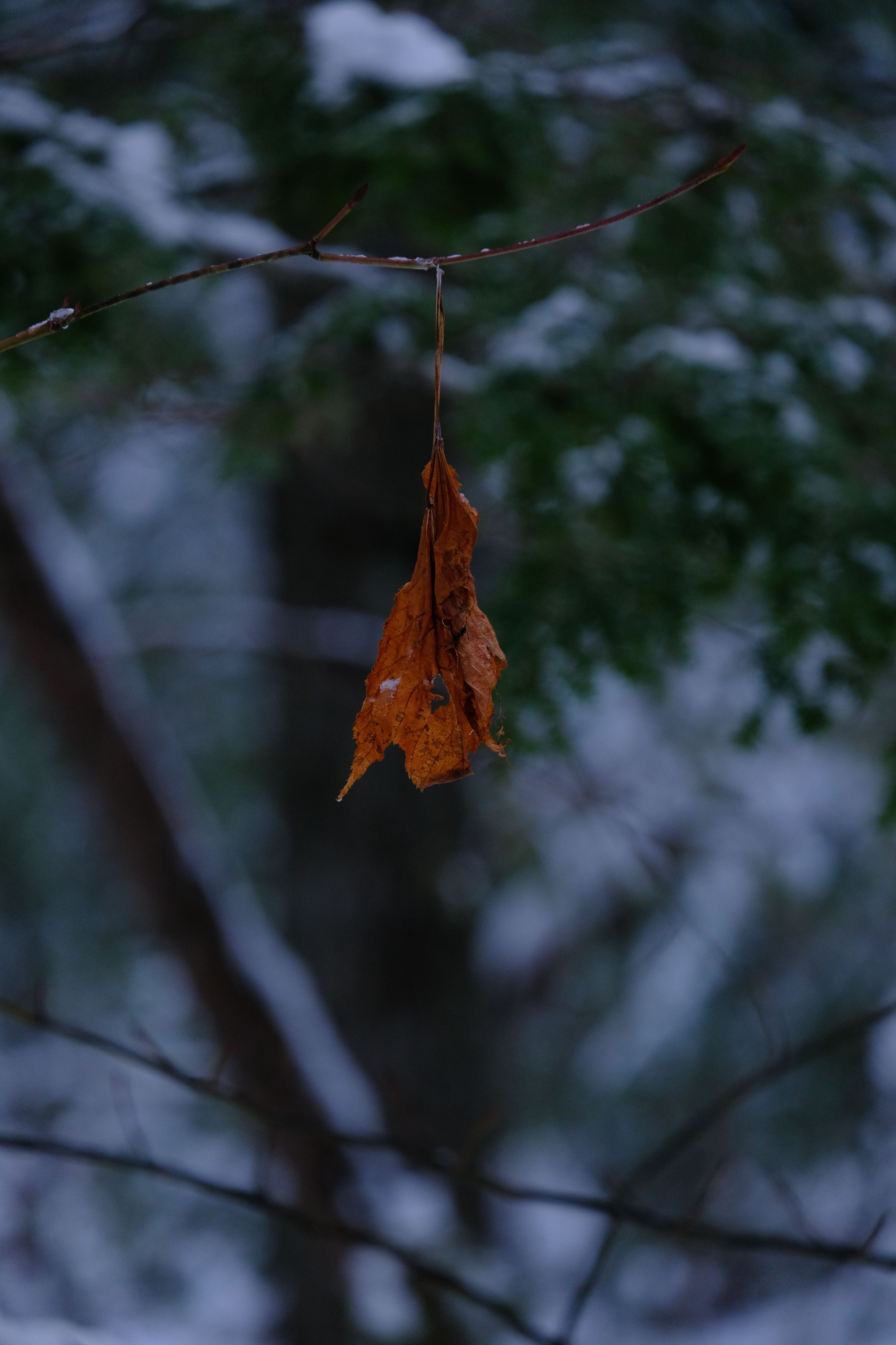 Single Leaf Hanging on Branch in Autumn · Free Stock Photo