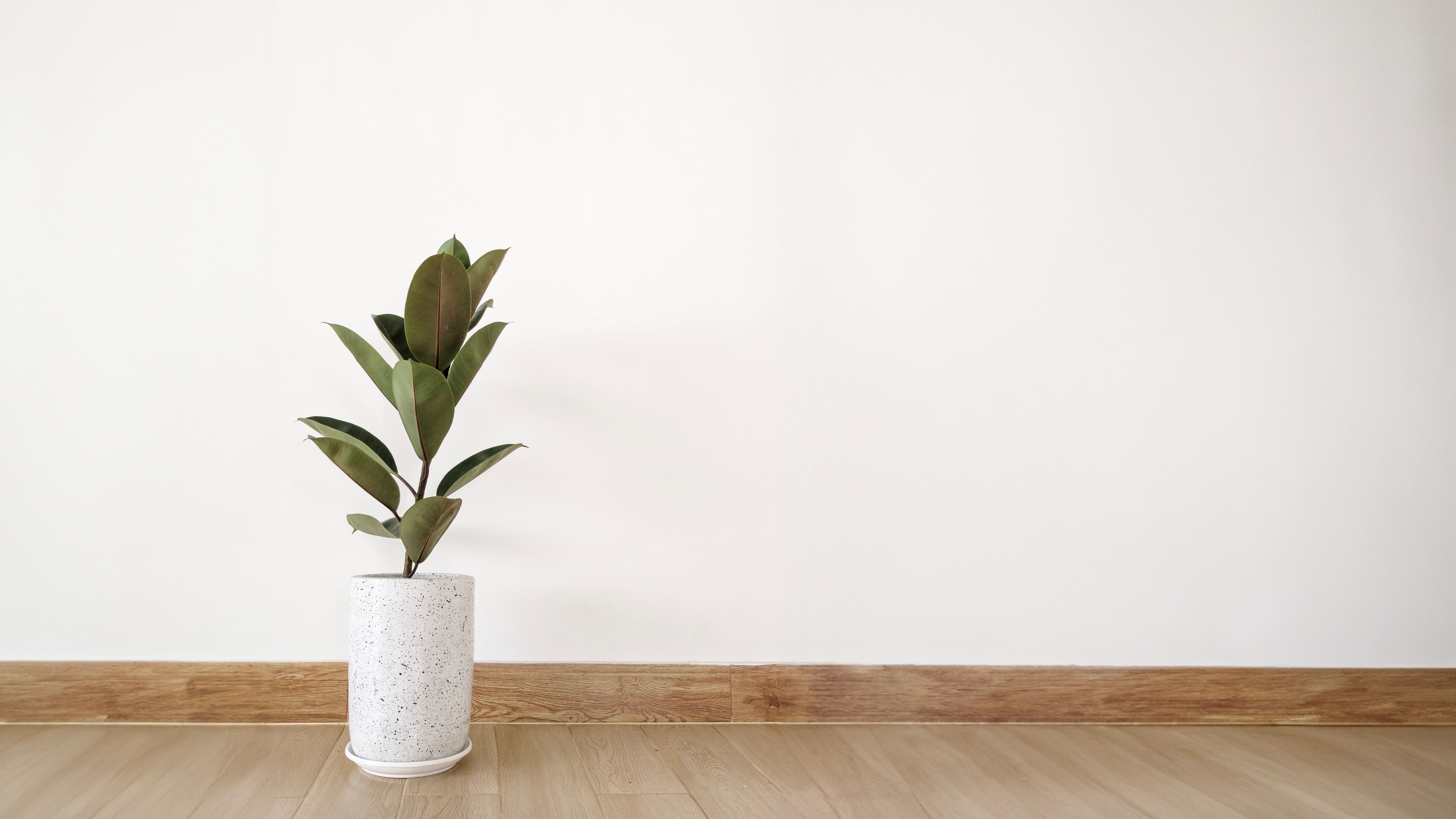 Aesthetic Rubber plant in the wood floor · Free Stock Photo