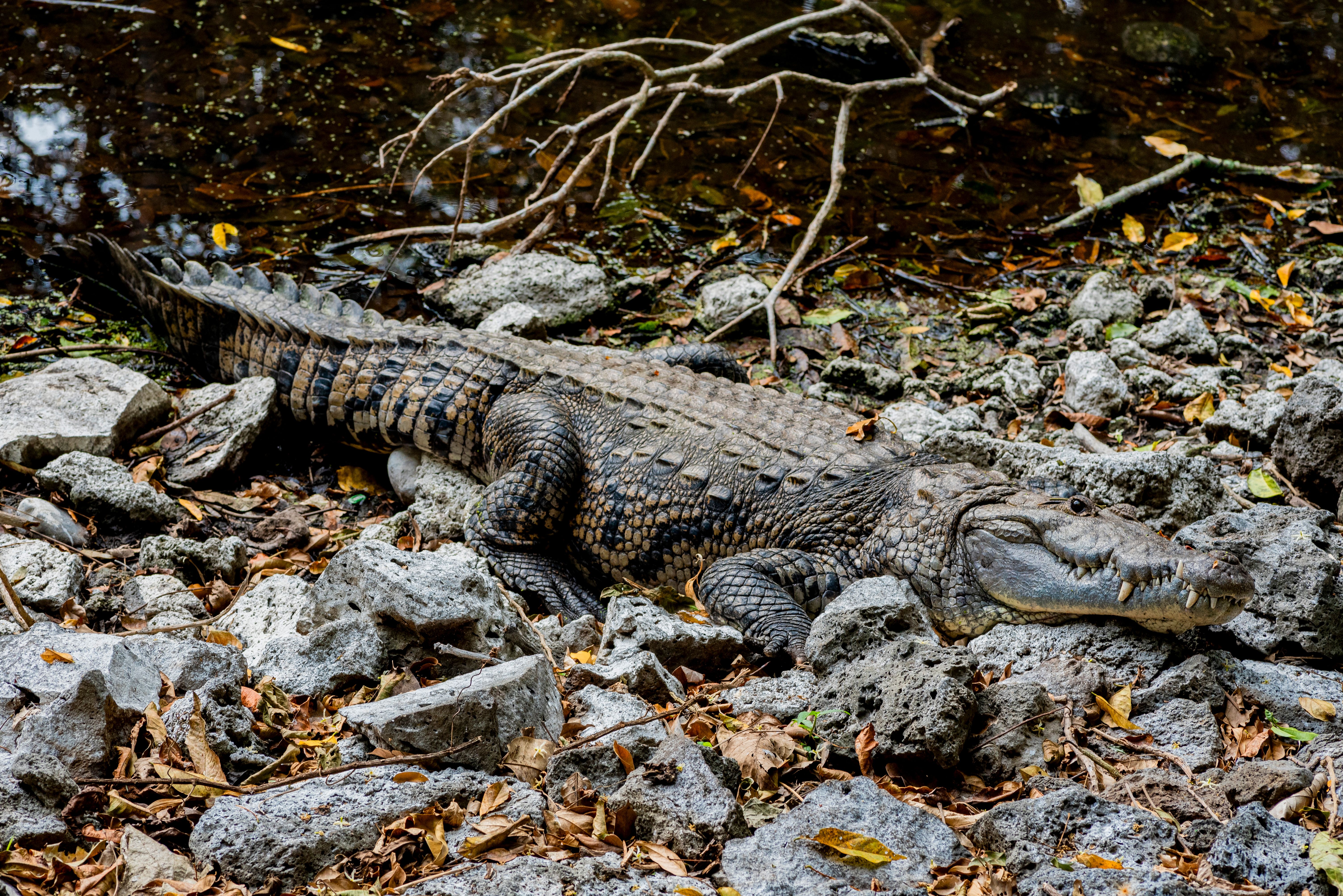 Rocky Road Crocodile Swamp Photos, Download The BEST Free Rocky Road ...