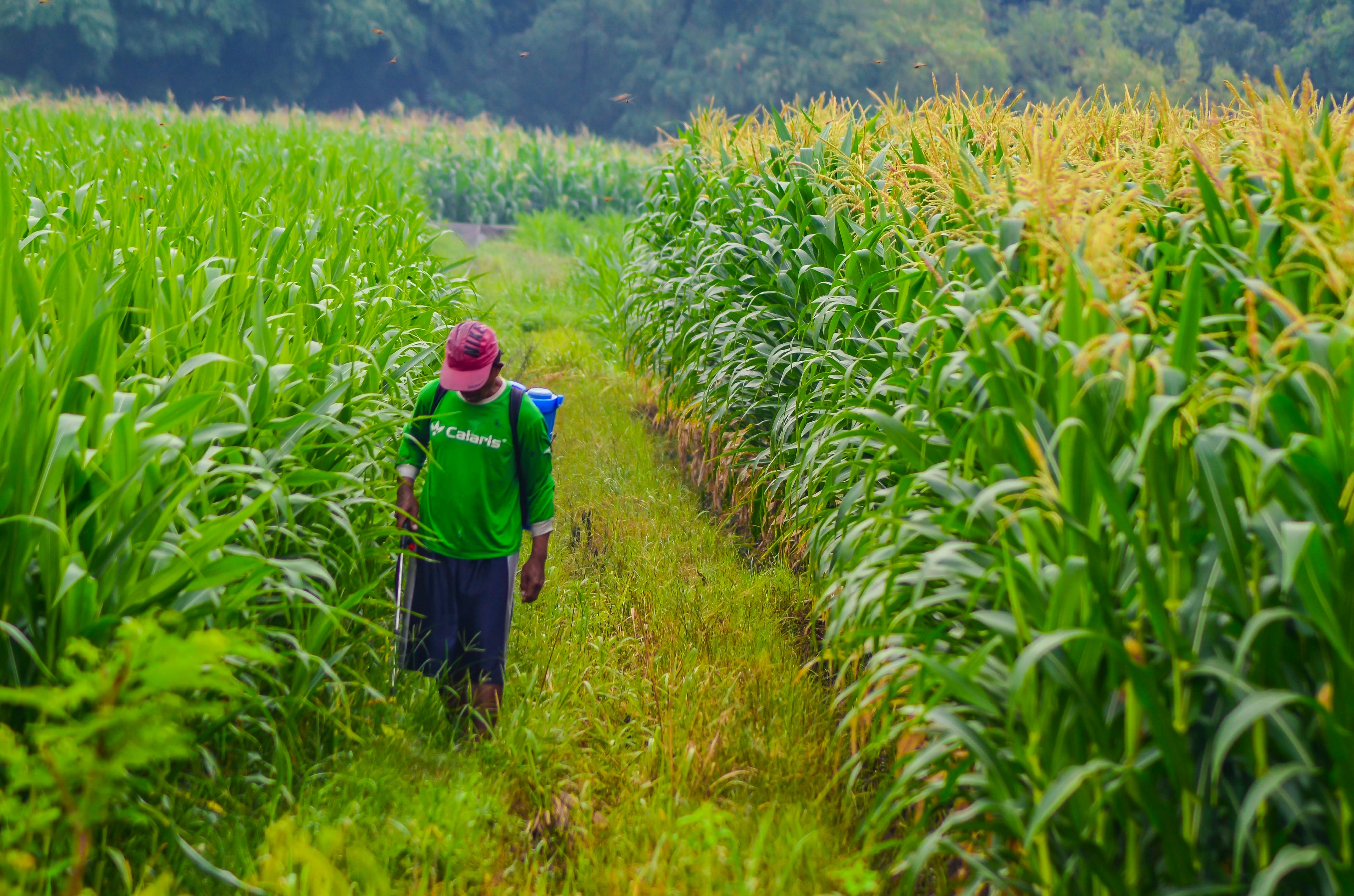 A man walking through a corn field · Free Stock Photo